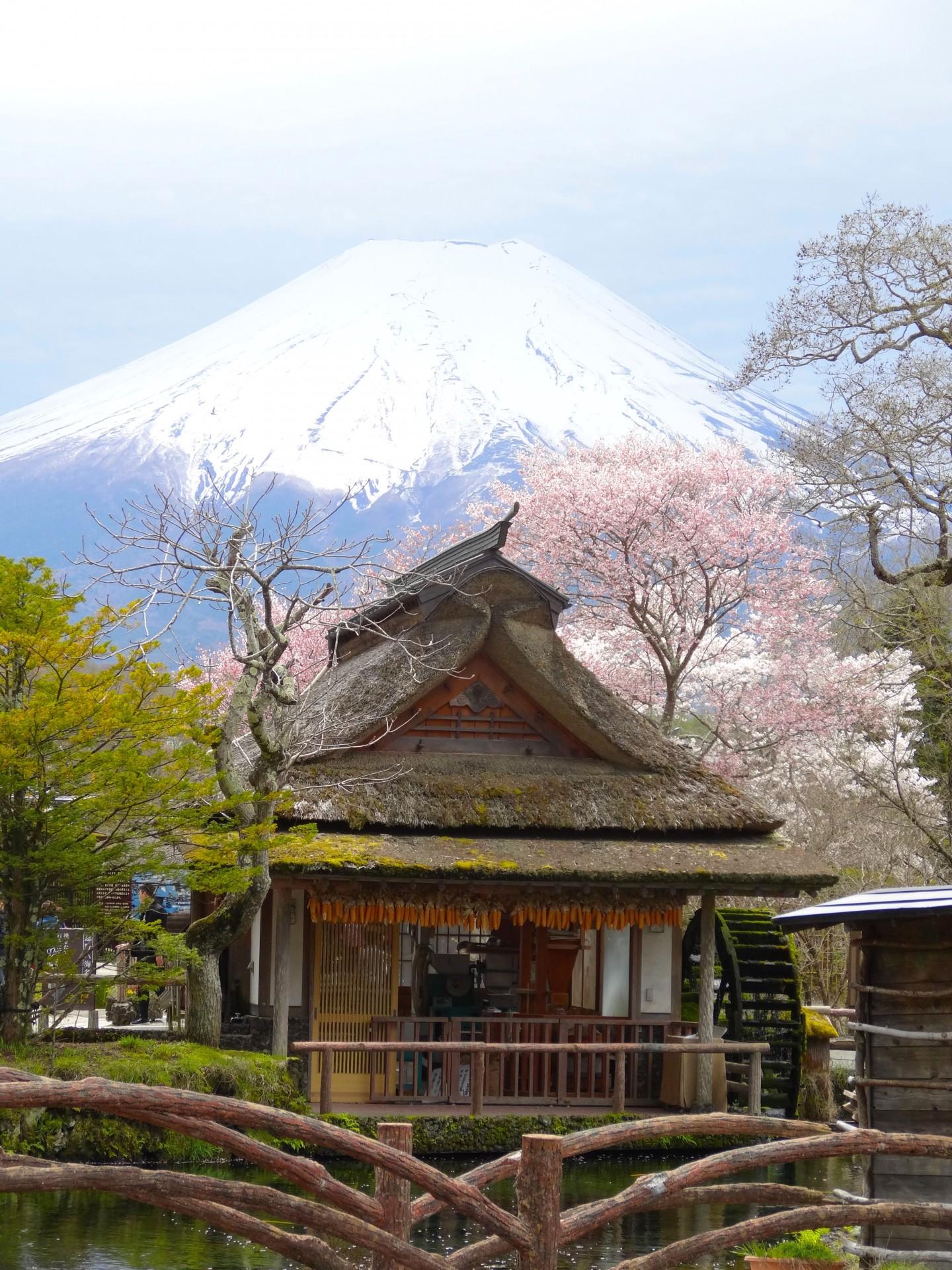 Spring Flower Garden Mount Fuji Lake Kawaguchi Wallpapers - Wallpaper Cave