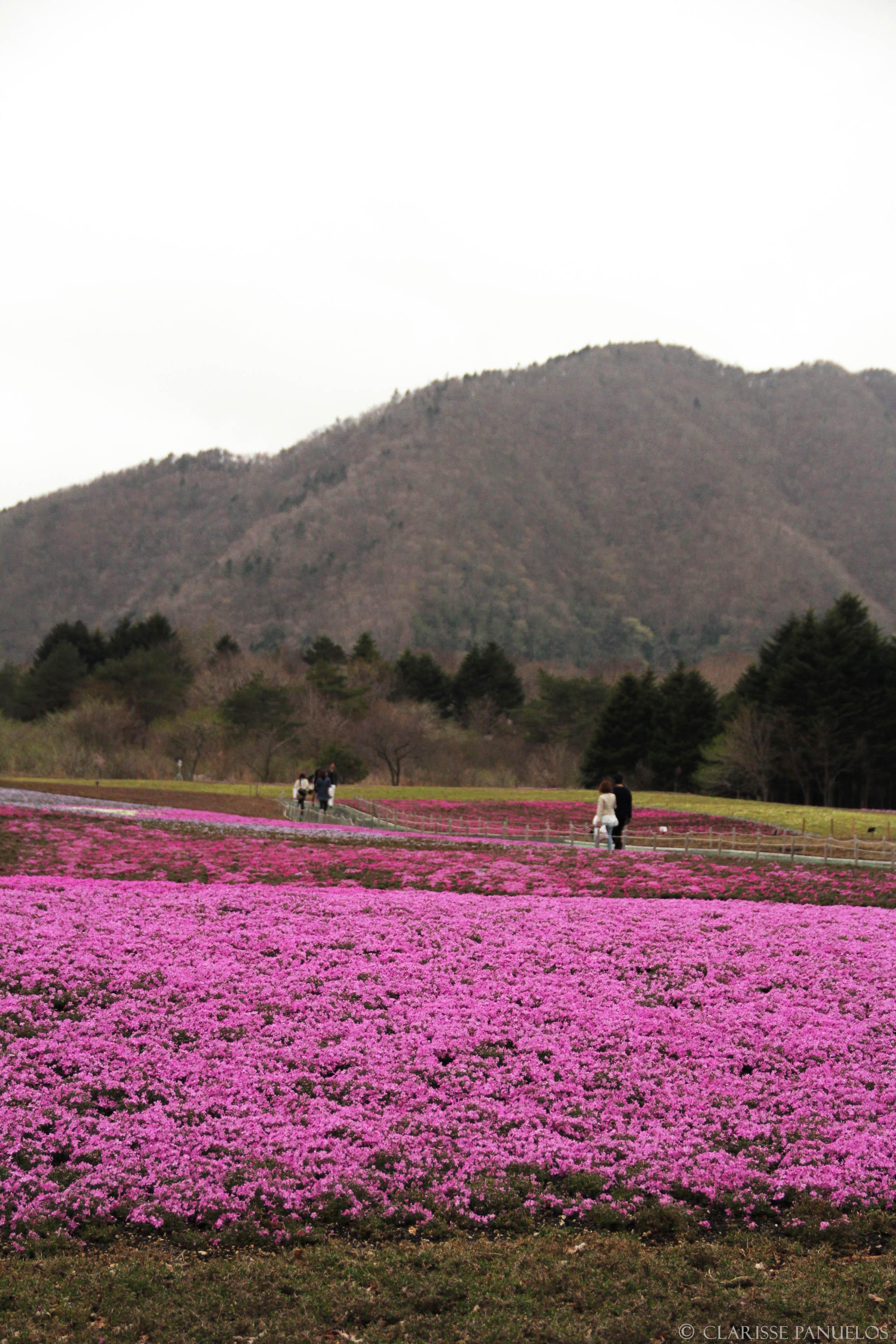 Spring Flower Garden Mount Fuji Lake Kawaguchi Wallpapers - Wallpaper Cave