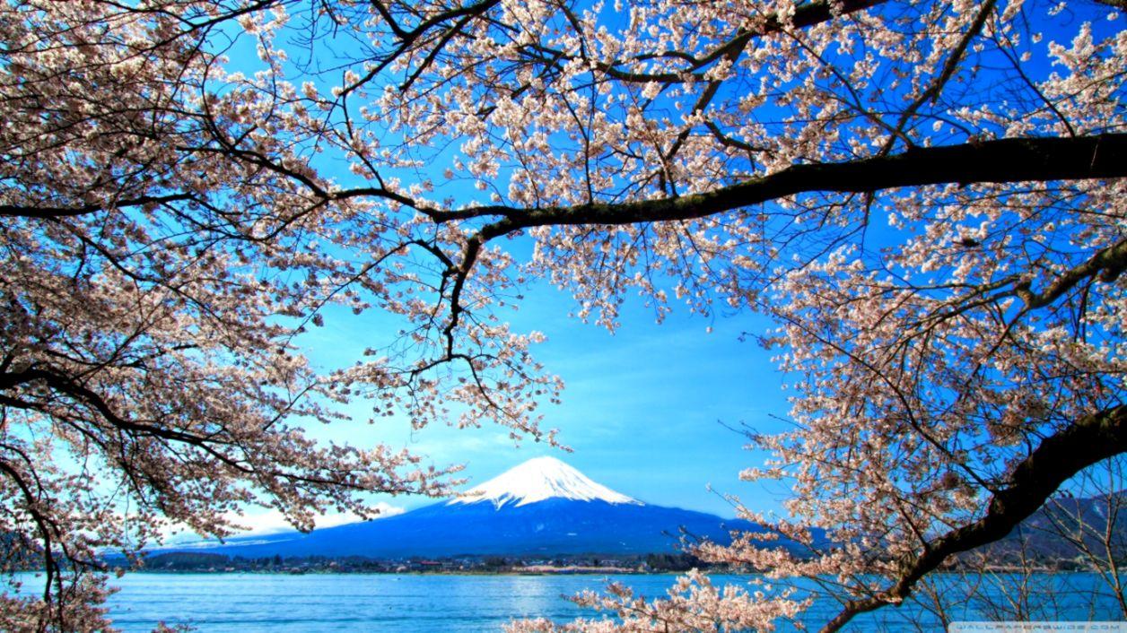 Spring Flower Garden Mount Fuji Lake Kawaguchi Wallpapers - Wallpaper Cave