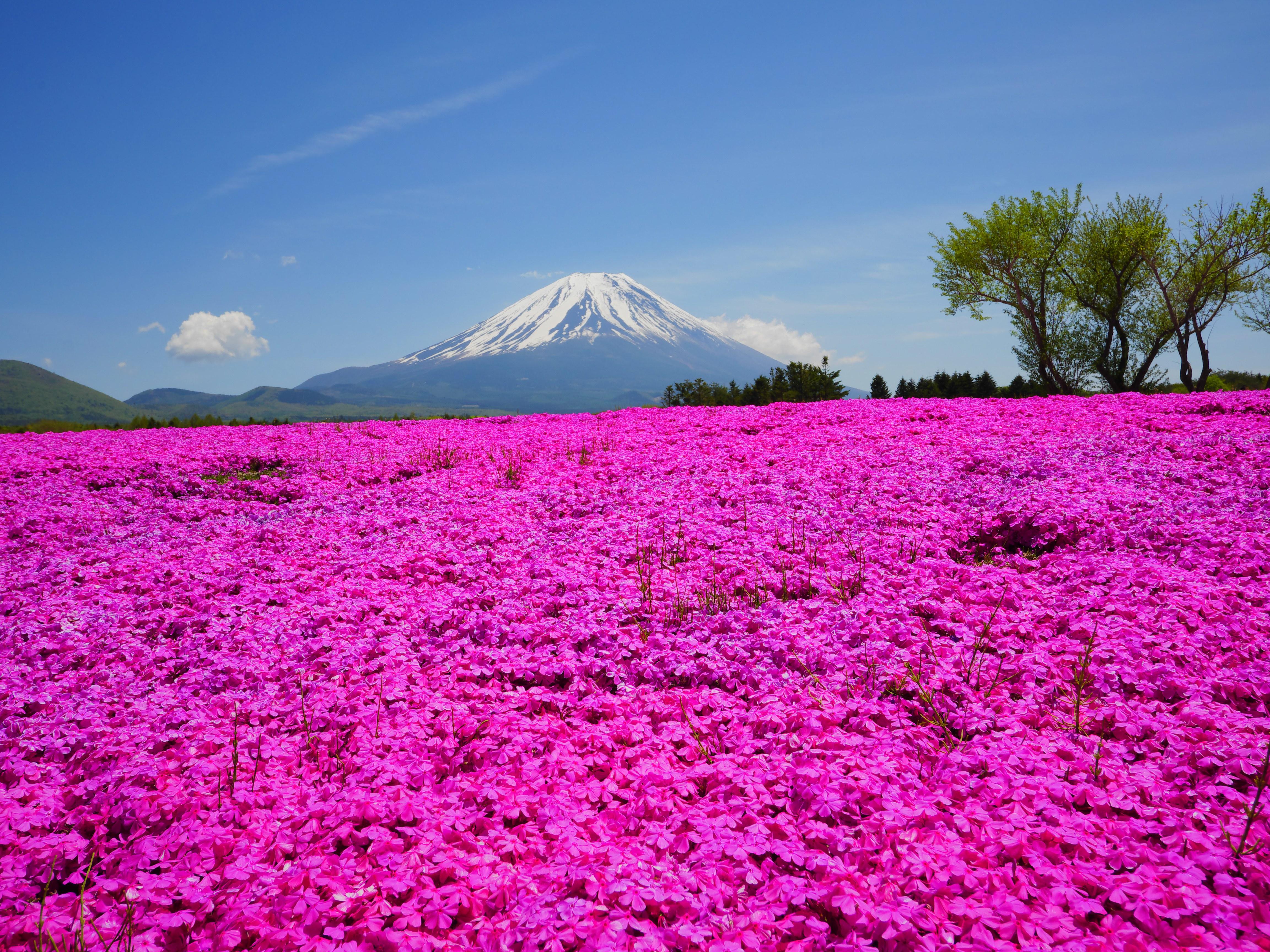 Spring Flower Garden Mount Fuji Lake Kawaguchi Wallpapers - Wallpaper Cave