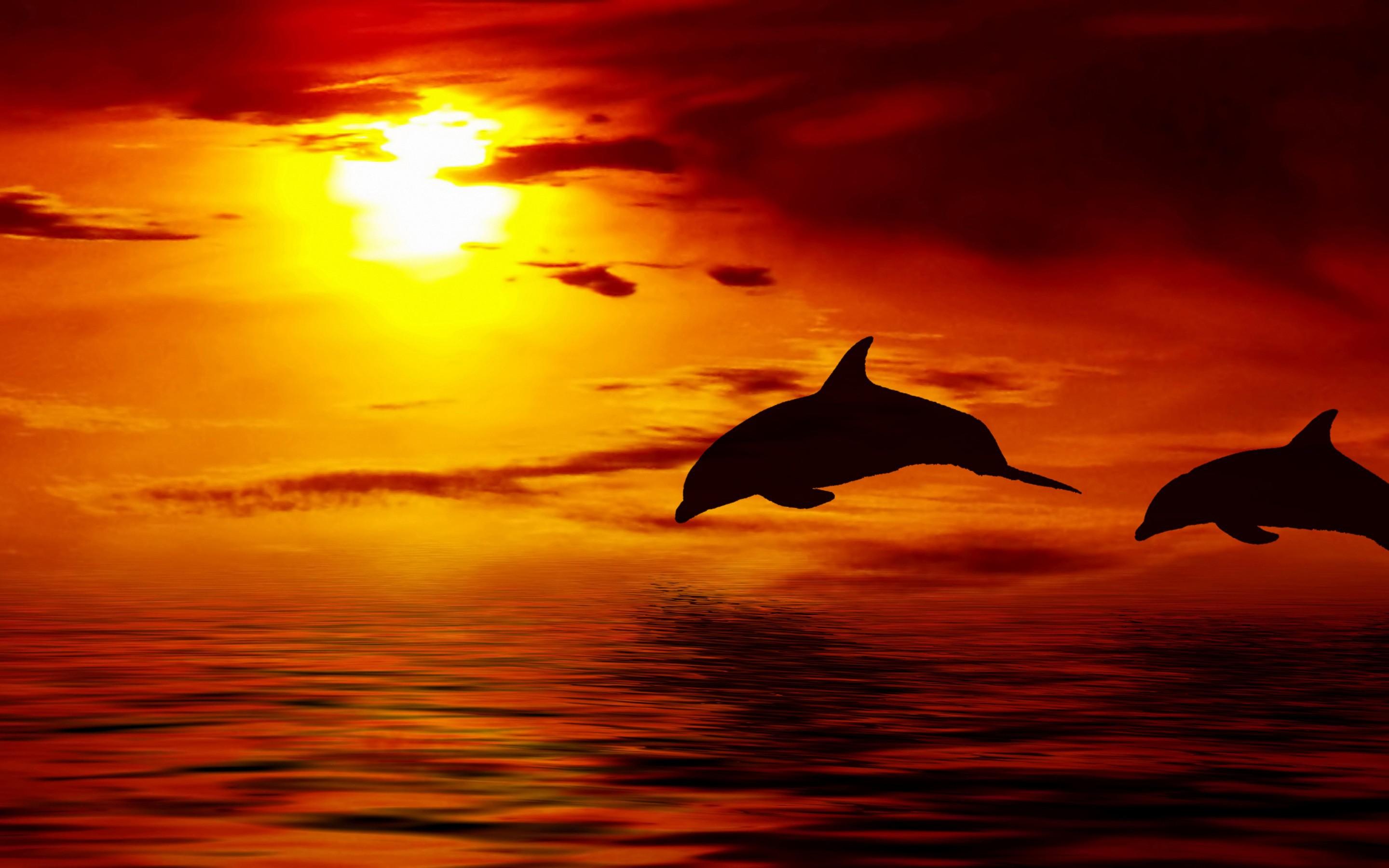 Dolphins Jumping Wallpapers - Wallpaper Cave