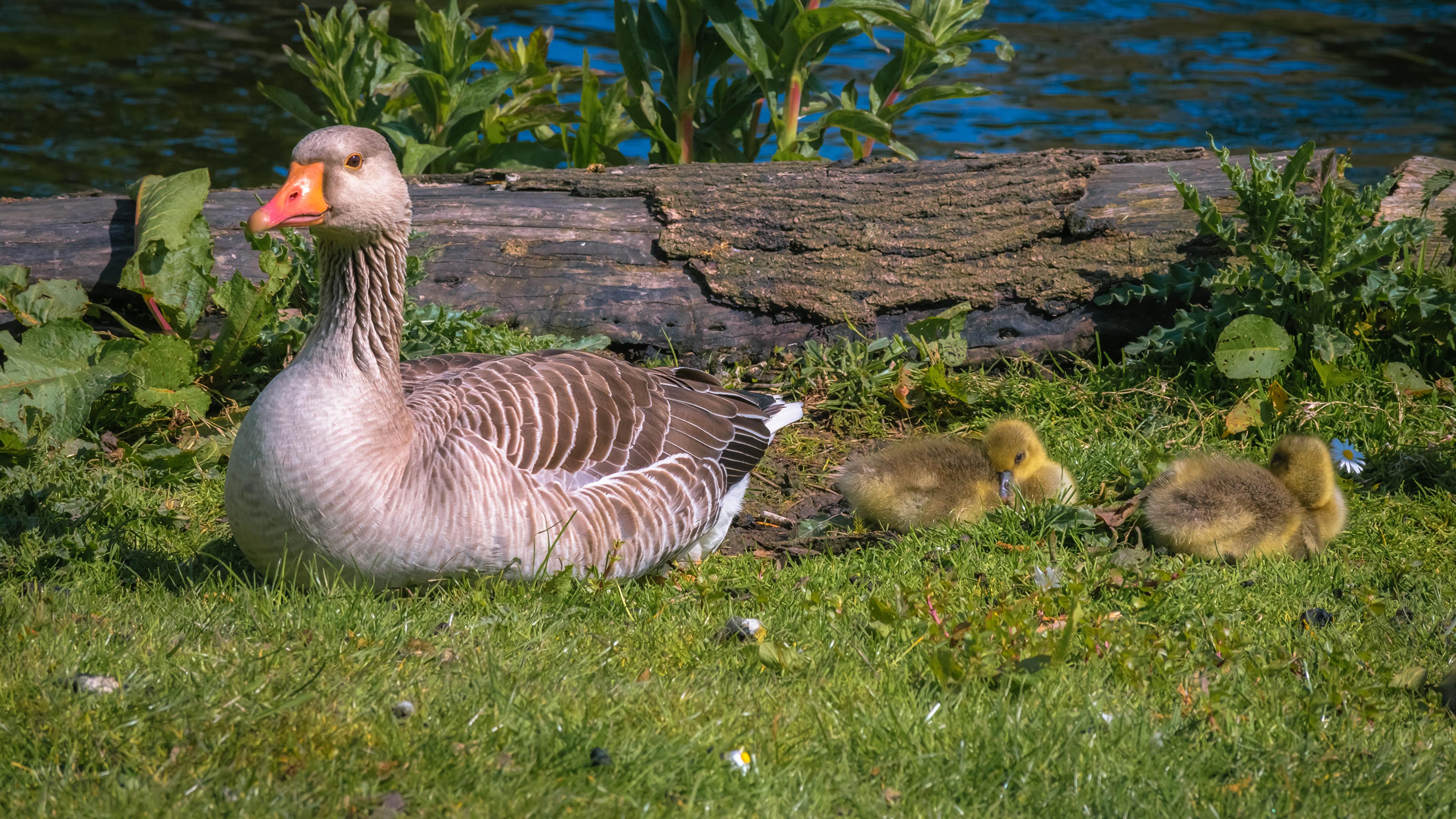 Geese On The Grass Wallpapers - Wallpaper Cave