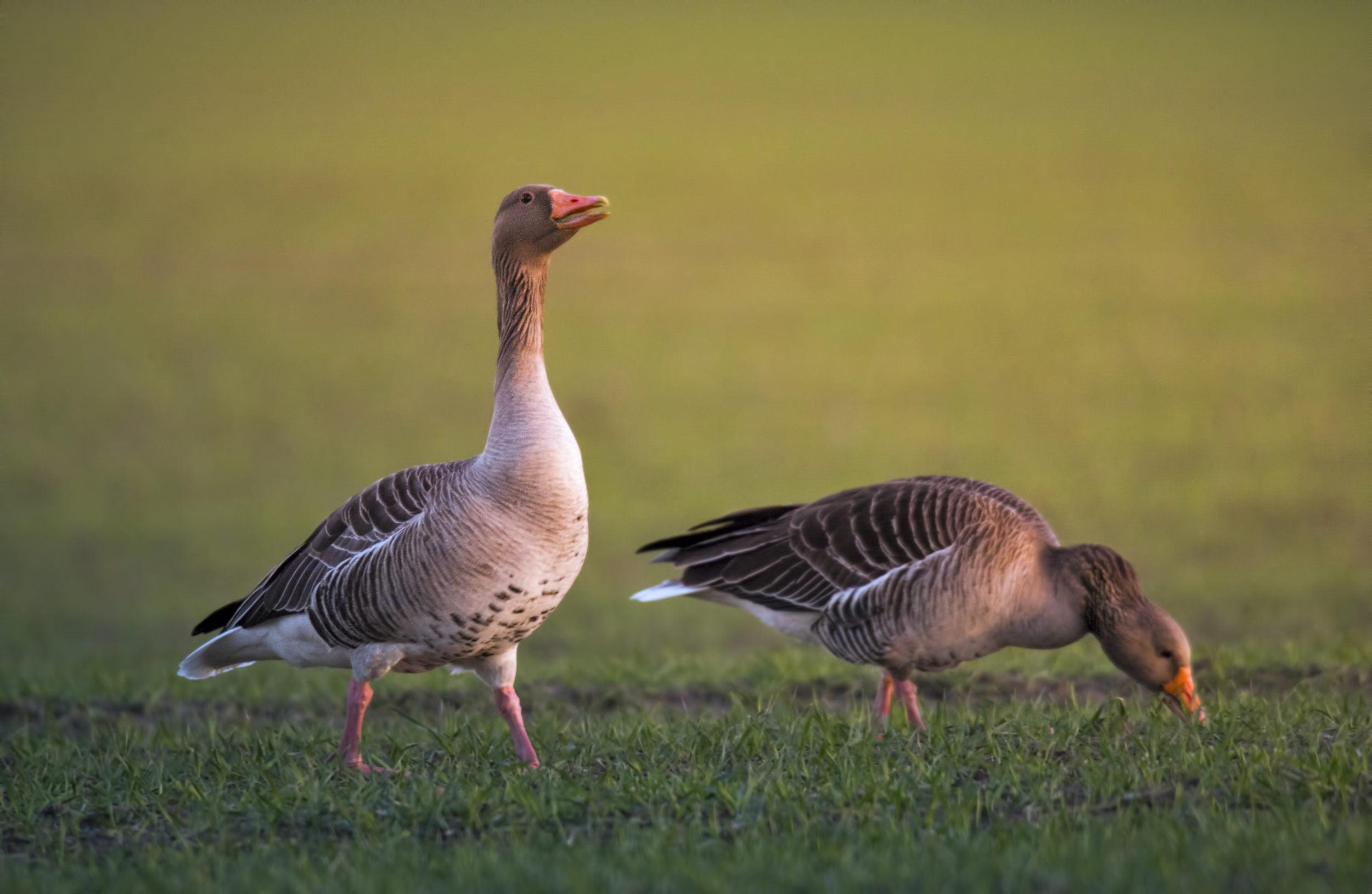 Geese On The Grass Wallpapers - Wallpaper Cave