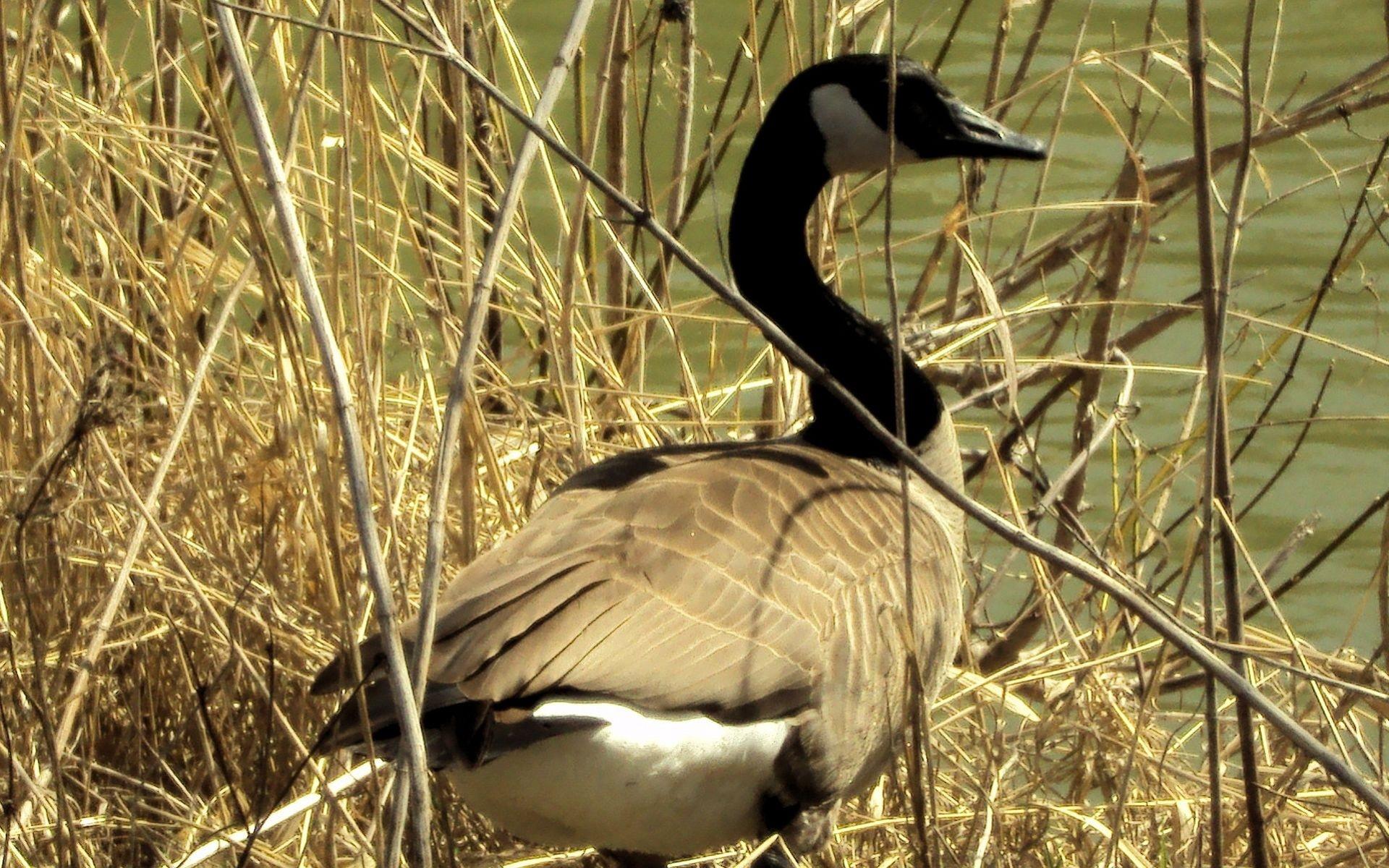 Geese On The Grass Wallpapers - Wallpaper Cave