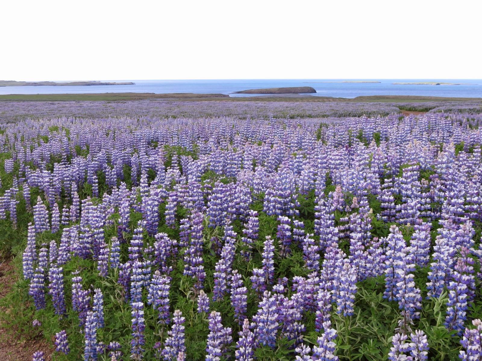 Iceland Flower
