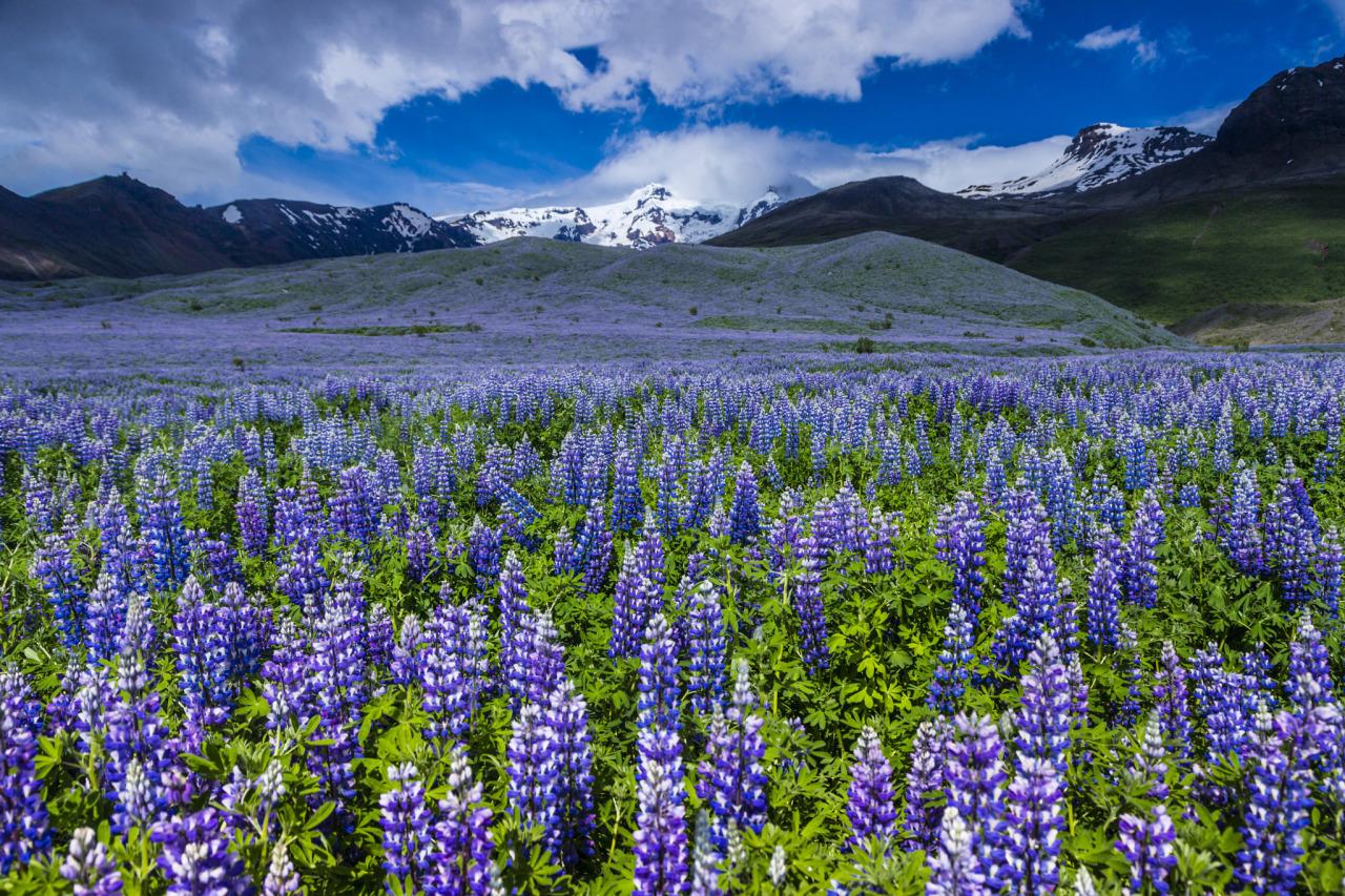 Lupine Flowers Iceland Wallpapers - Wallpaper Cave