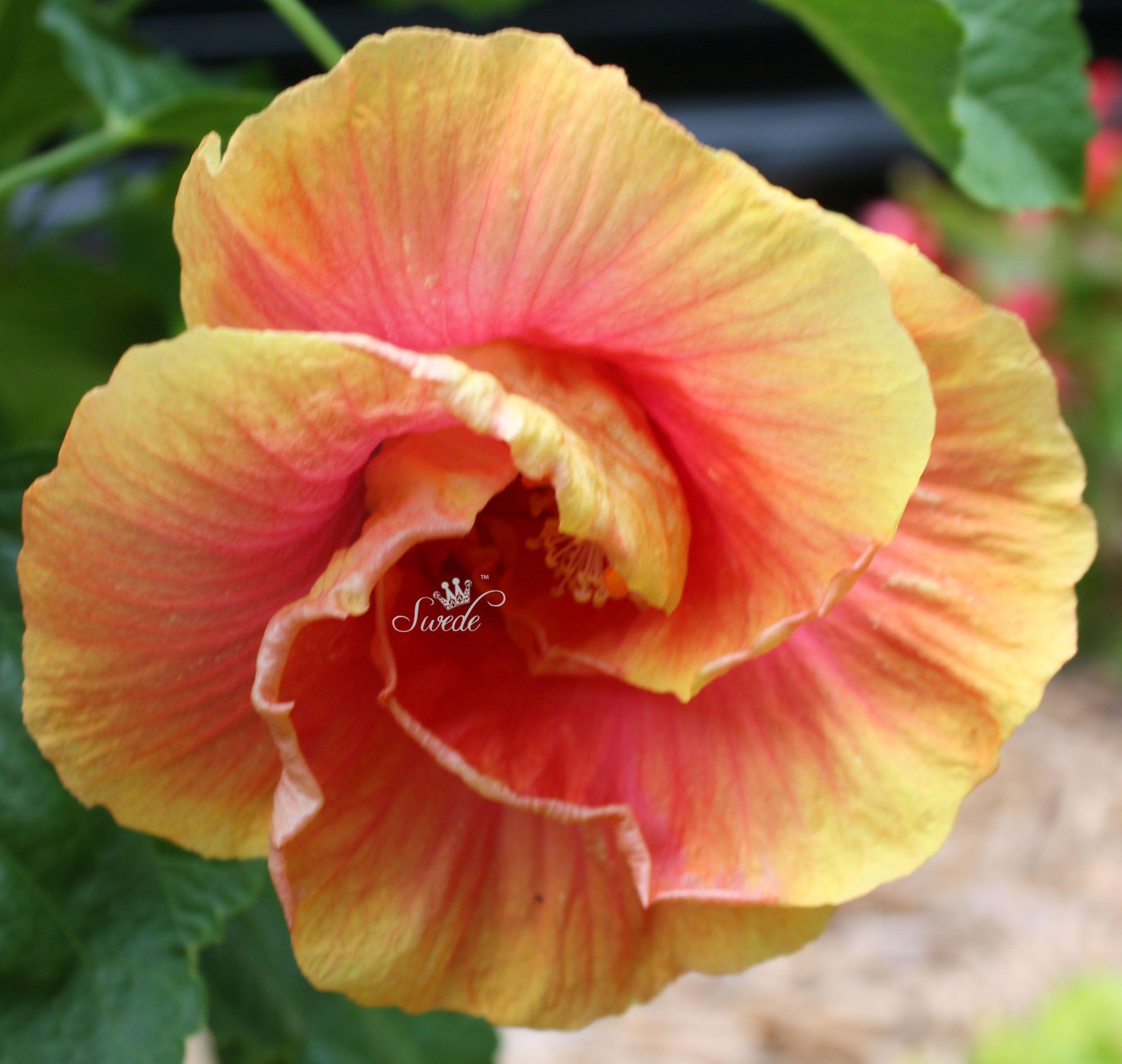 Hawaiian Punch Hibiscus Wallpapers - Wallpaper Cave