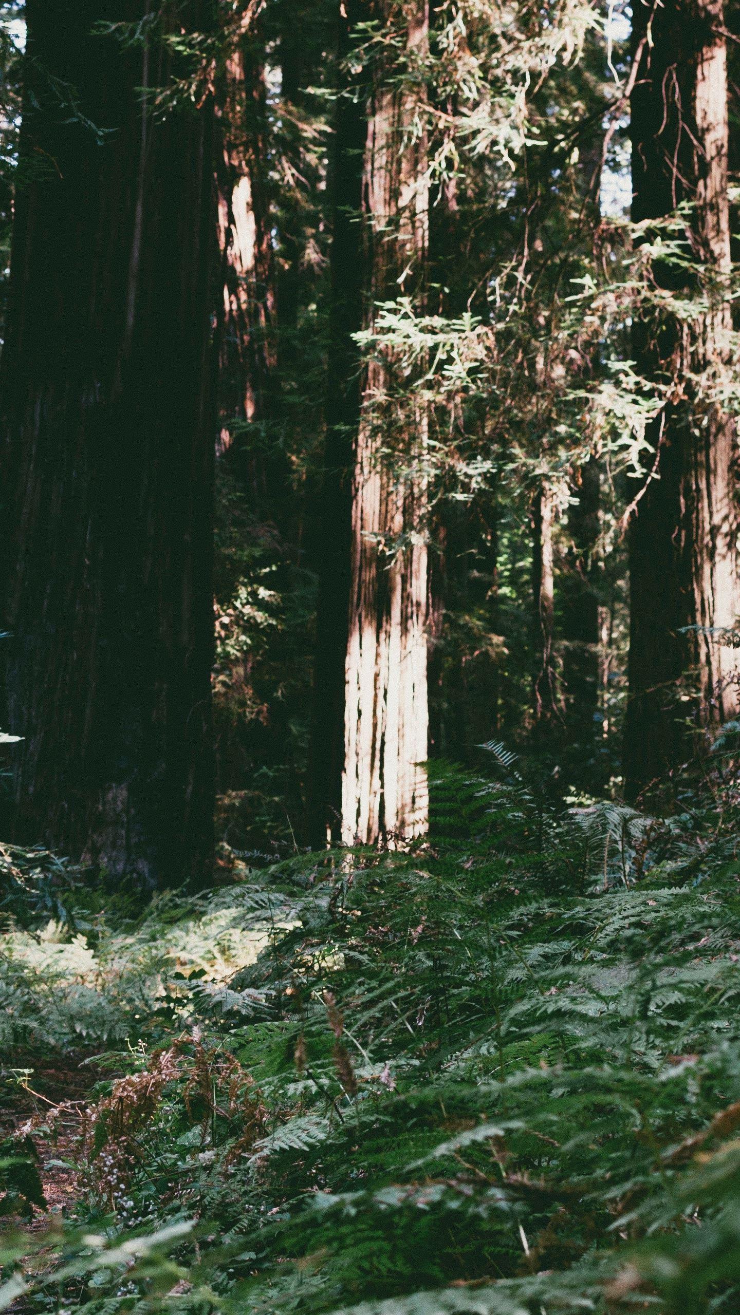 Forest Light Wallpapers - Wallpaper Cave