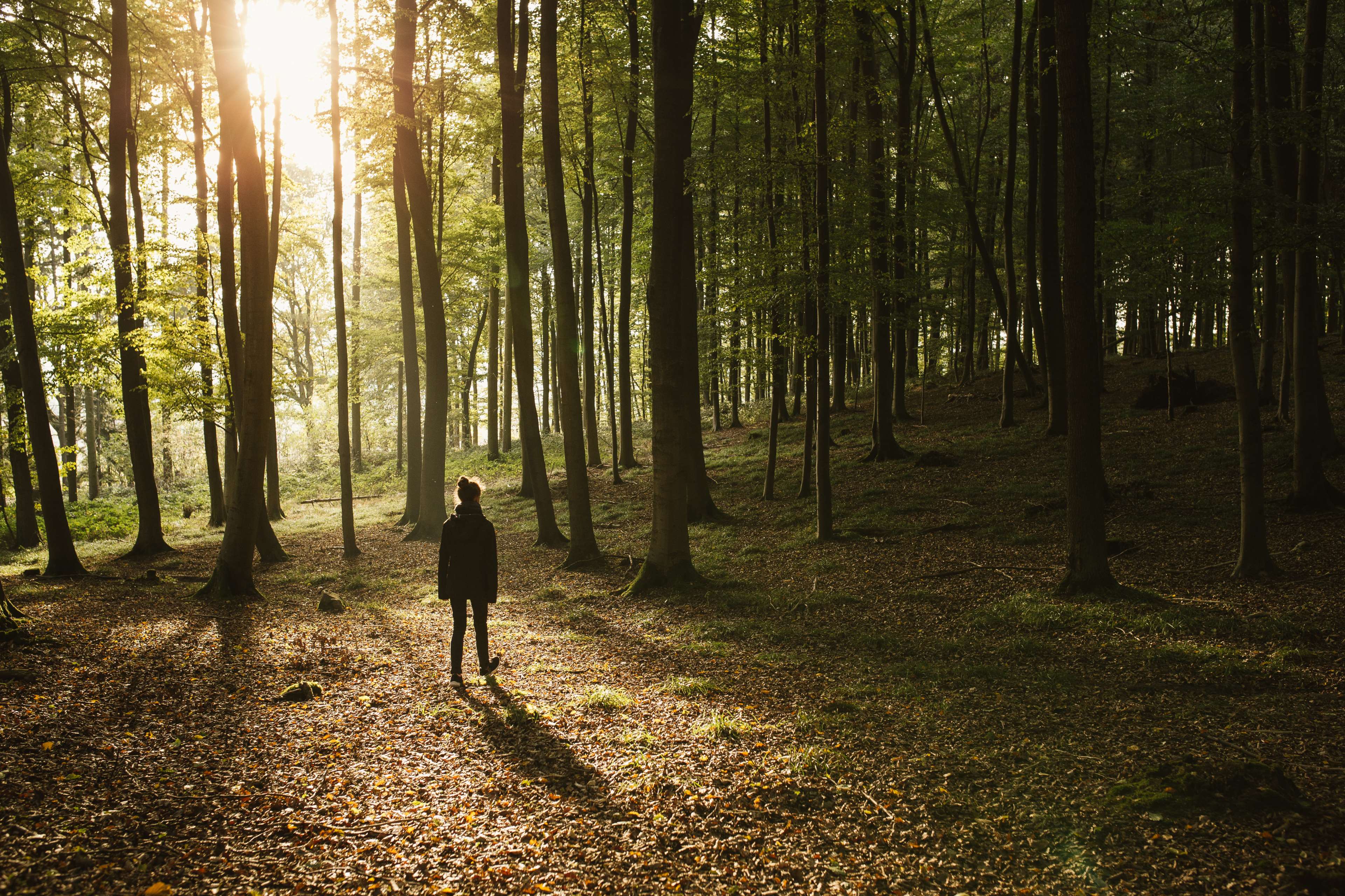 Forest Light Wallpapers - Wallpaper Cave