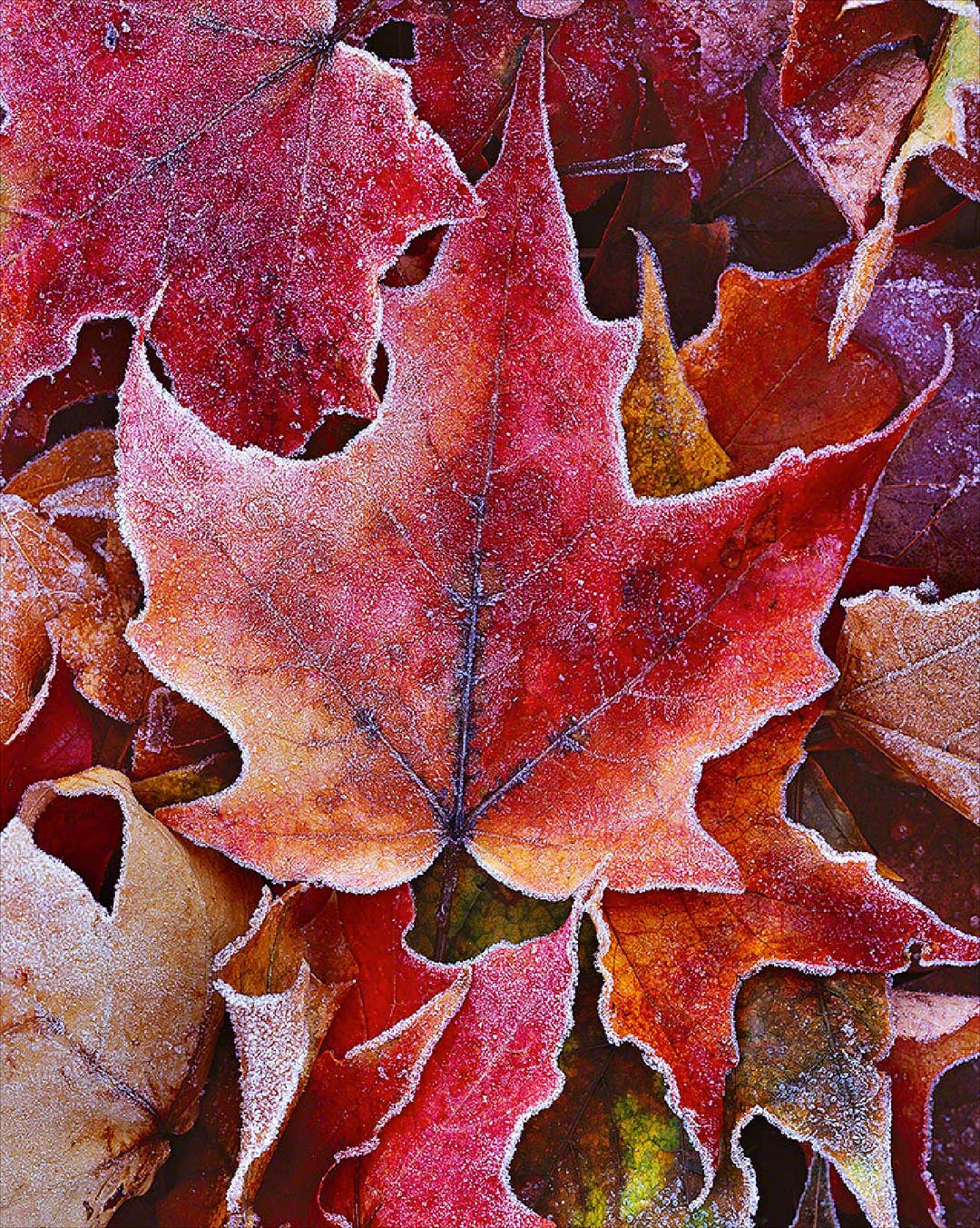 Frosted Autumn Leaves Wallpapers - Wallpaper Cave