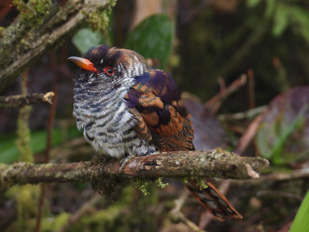 Violet Cuckoo Wallpapers - Wallpaper Cave