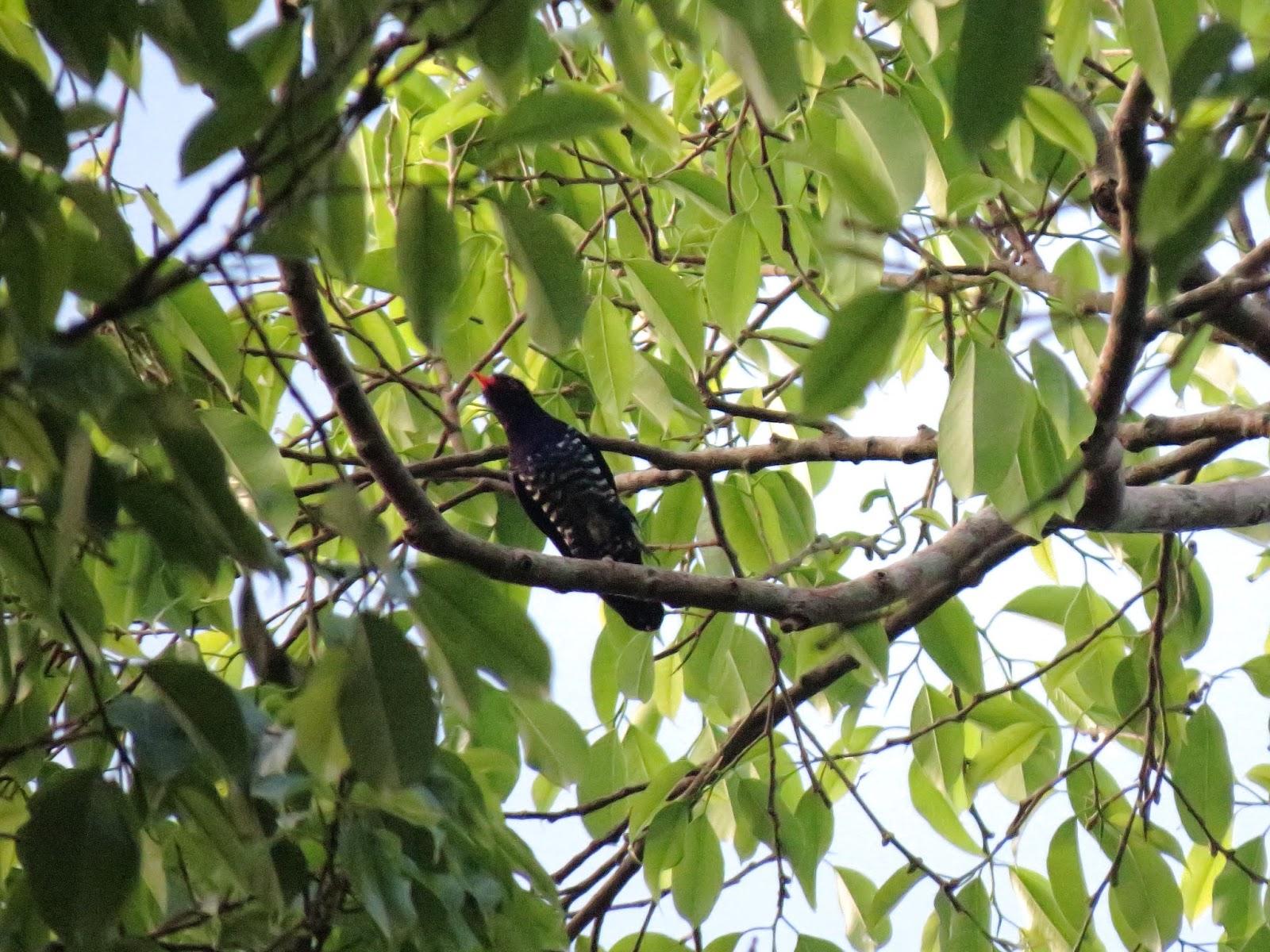 Violet Cuckoo Wallpapers - Wallpaper Cave