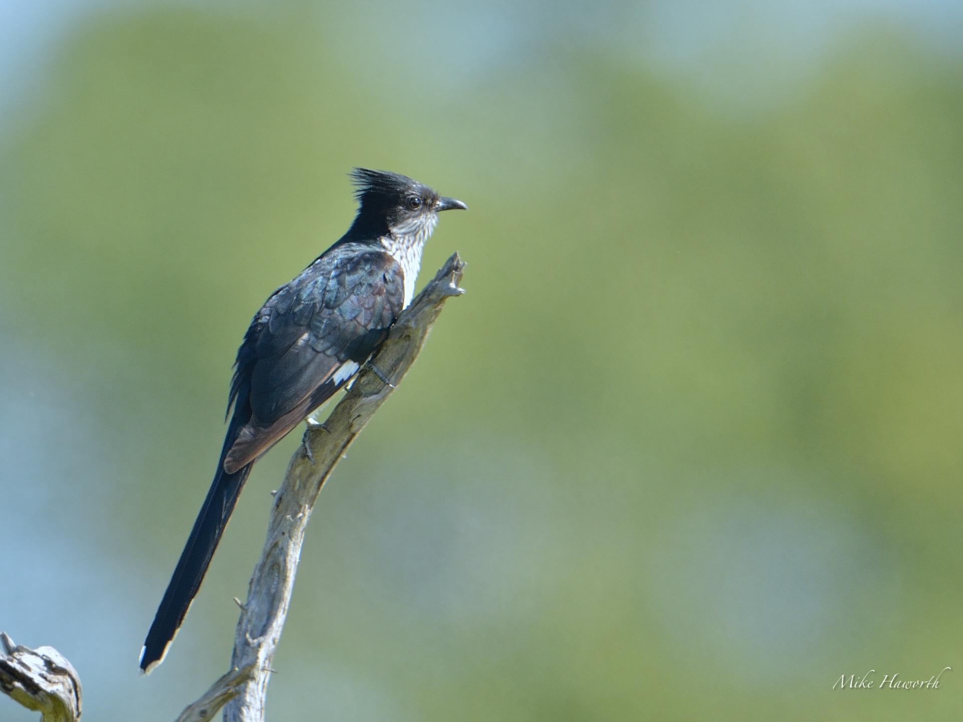 Violet Cuckoo Wallpapers - Wallpaper Cave