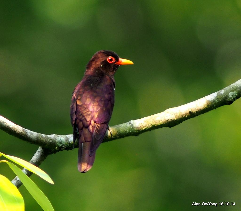 Violet Cuckoo Wallpapers - Wallpaper Cave