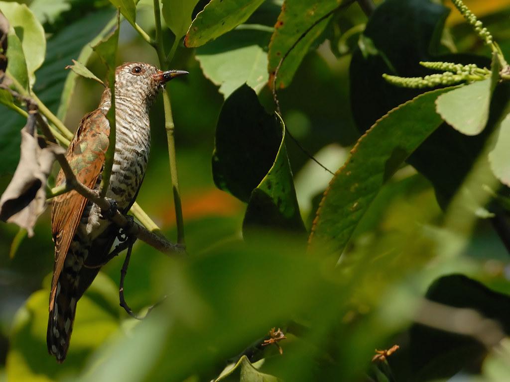 Violet Cuckoo Wallpapers - Wallpaper Cave