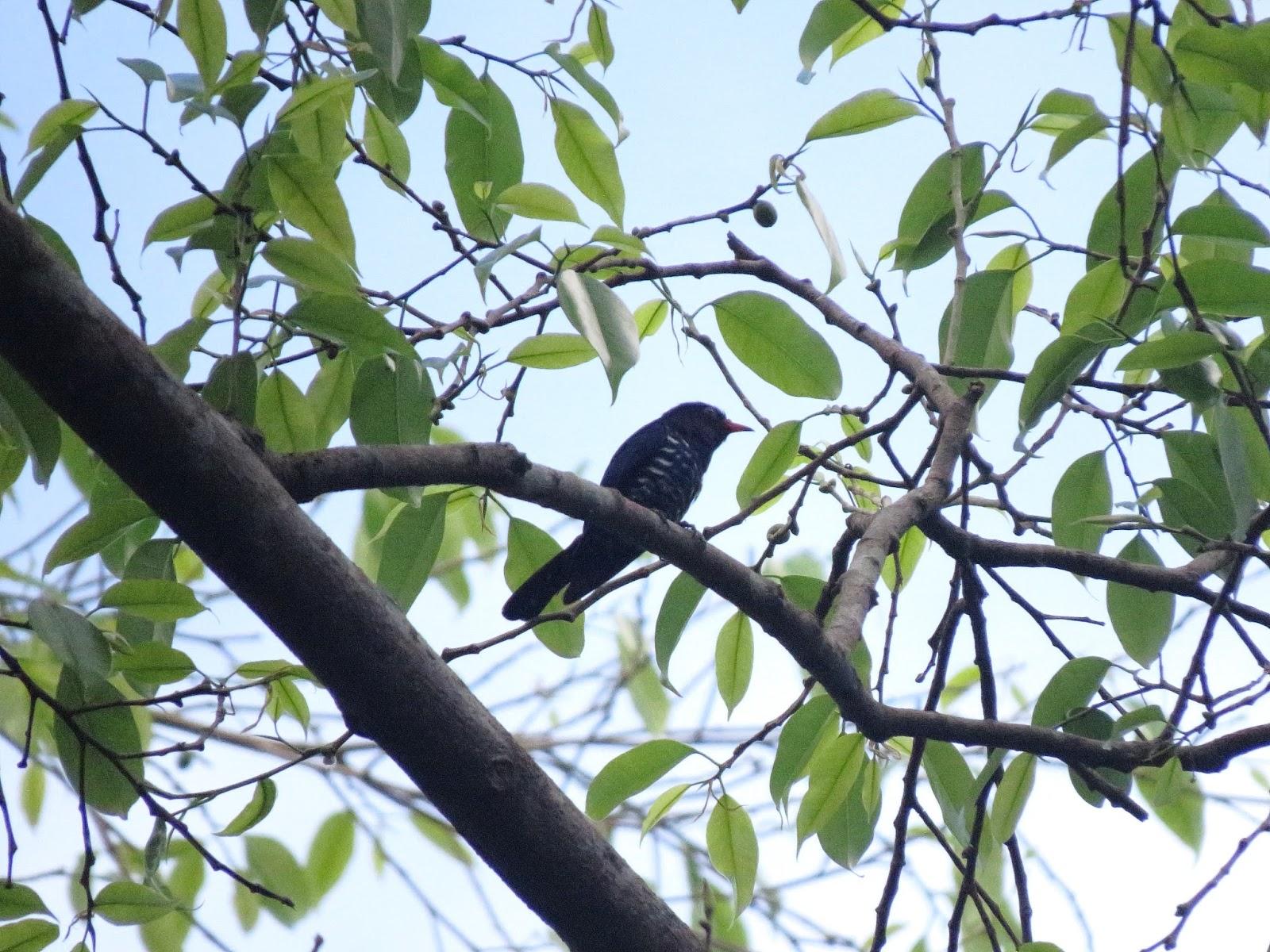 Violet Cuckoo Wallpapers - Wallpaper Cave