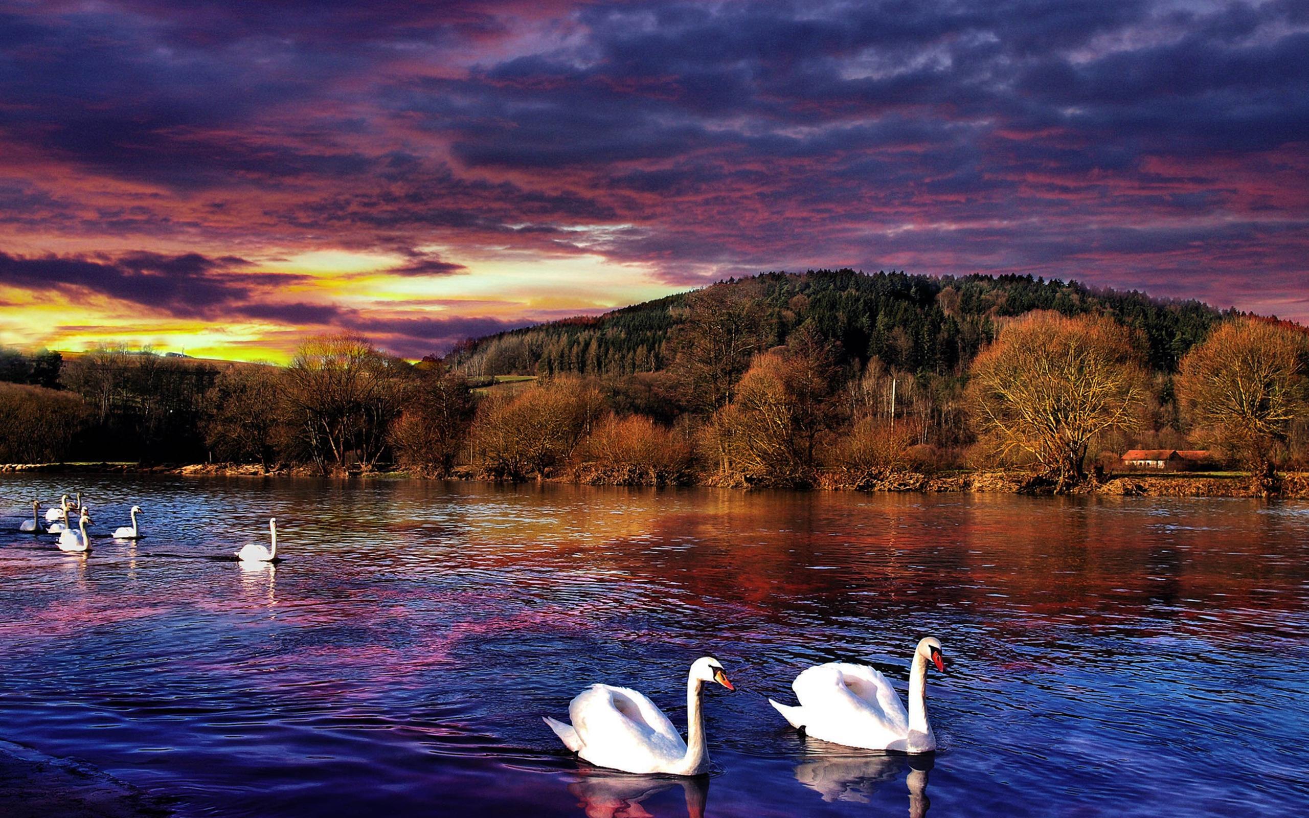 Swan River Wallpapers - Wallpaper Cave