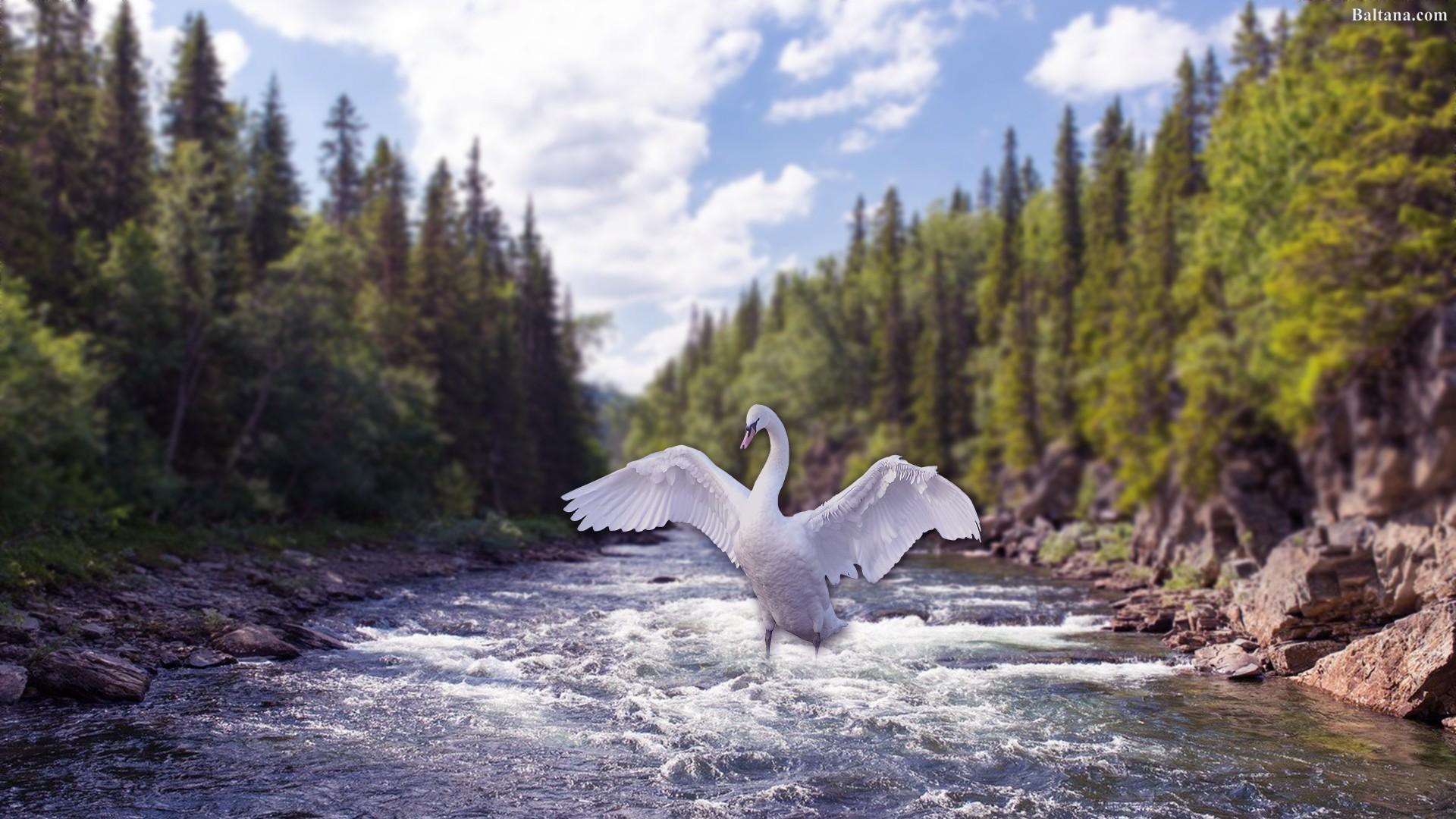 Swan River Wallpapers - Wallpaper Cave