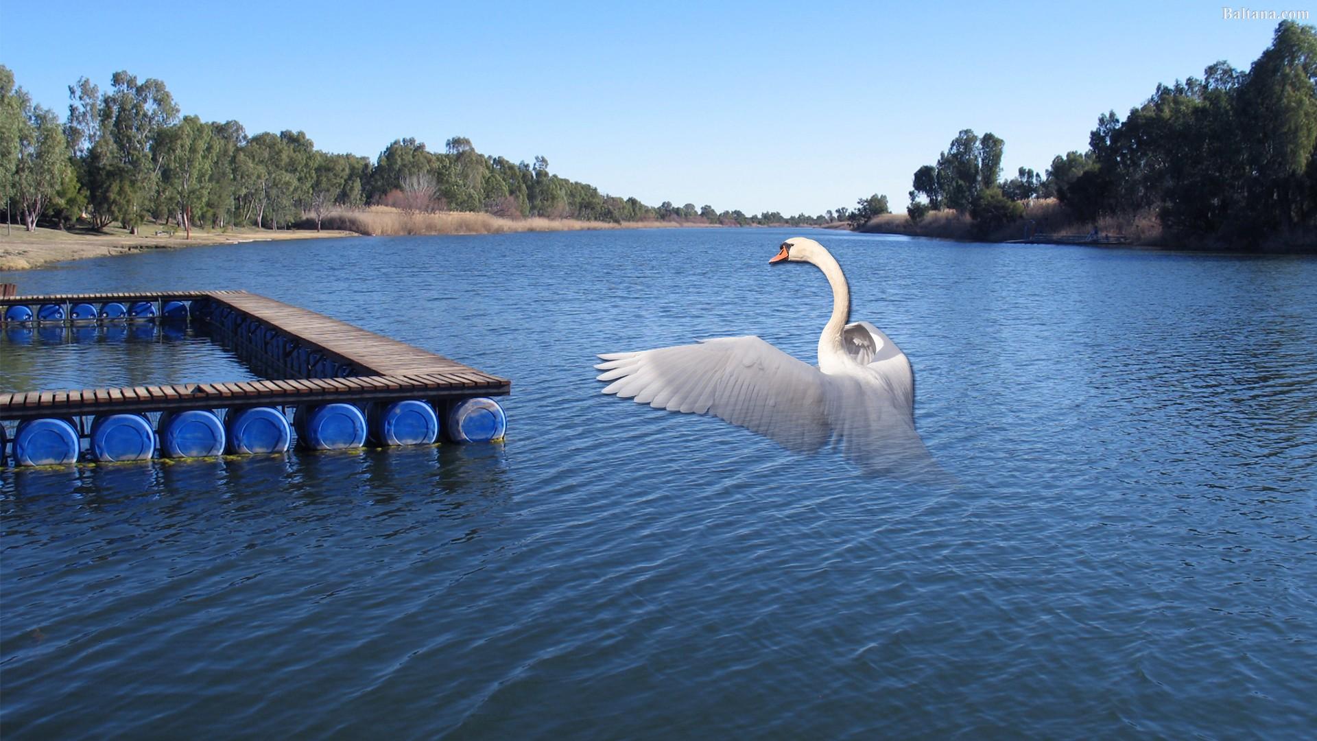 Swan River Wallpapers - Wallpaper Cave