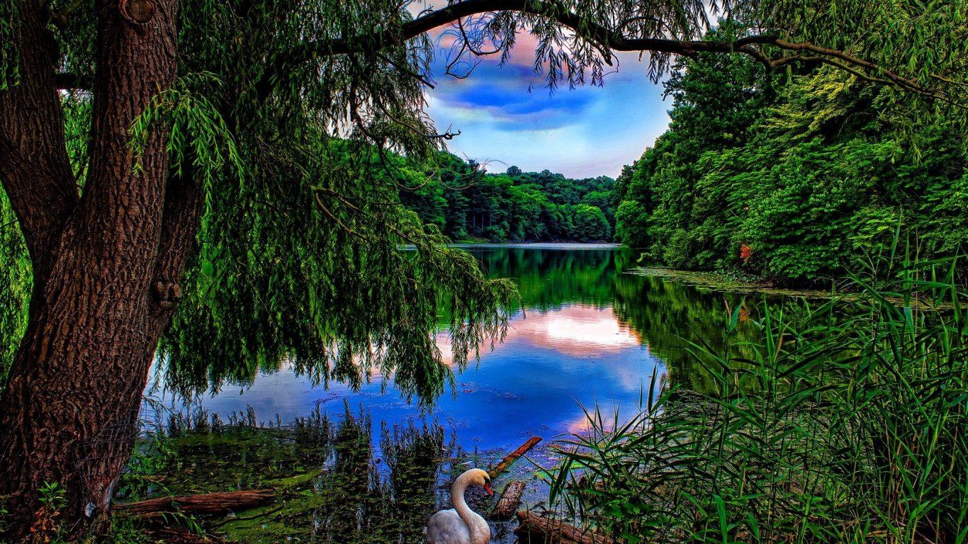 Swan River Wallpapers - Wallpaper Cave