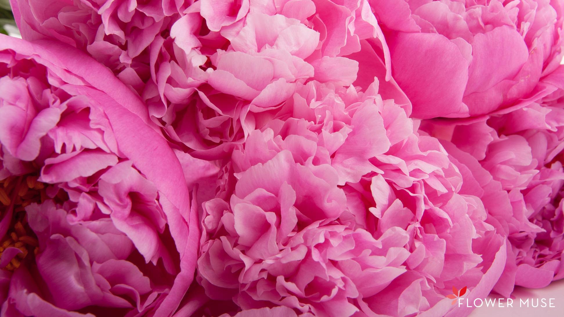 Summer Peonies Wallpapers - Wallpaper Cave