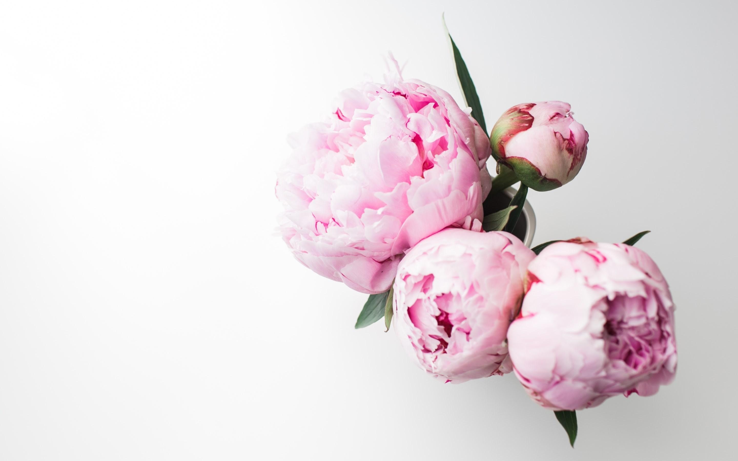 Summer Peonies Wallpapers - Wallpaper Cave
