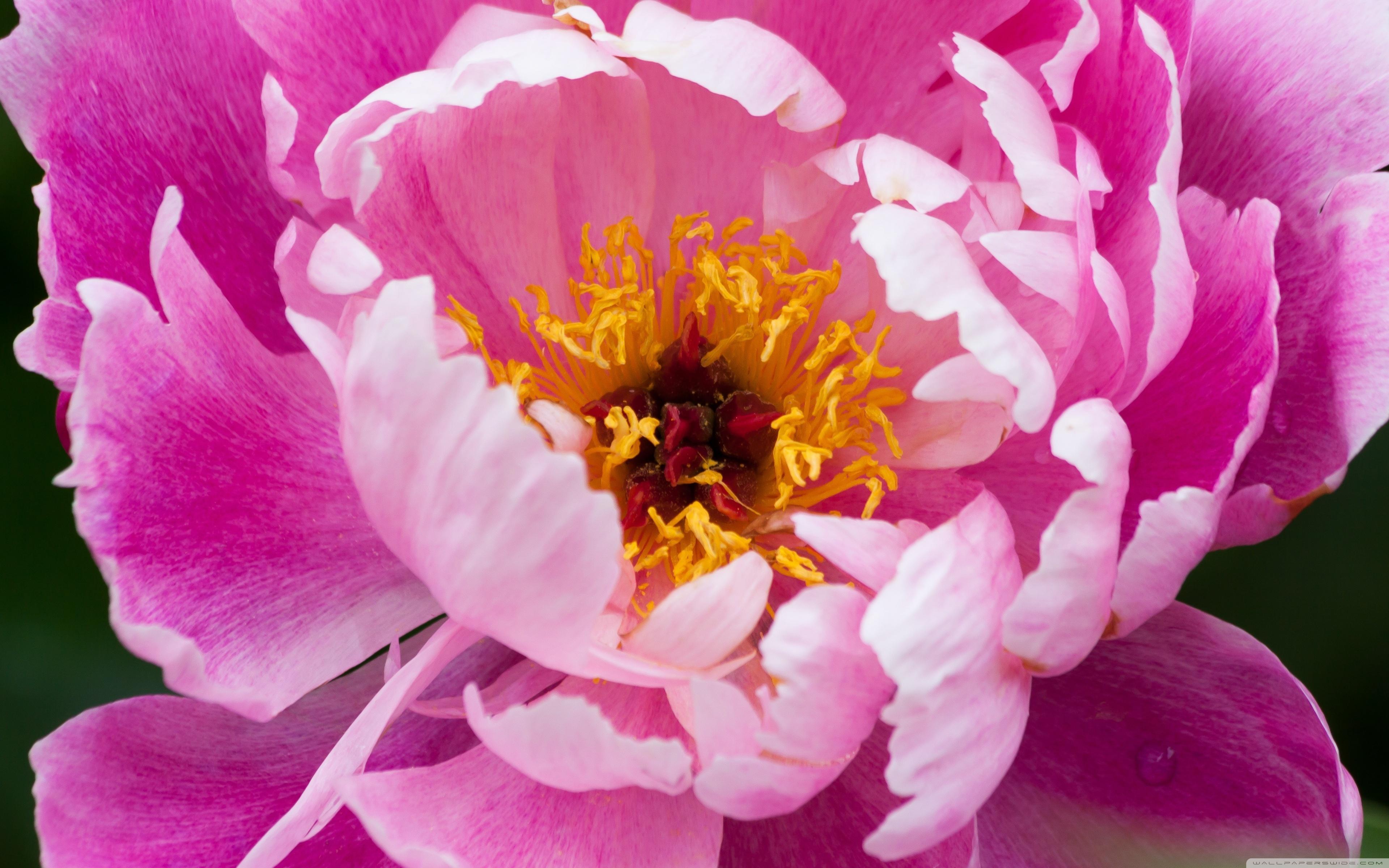 Summer Peonies Wallpapers - Wallpaper Cave
