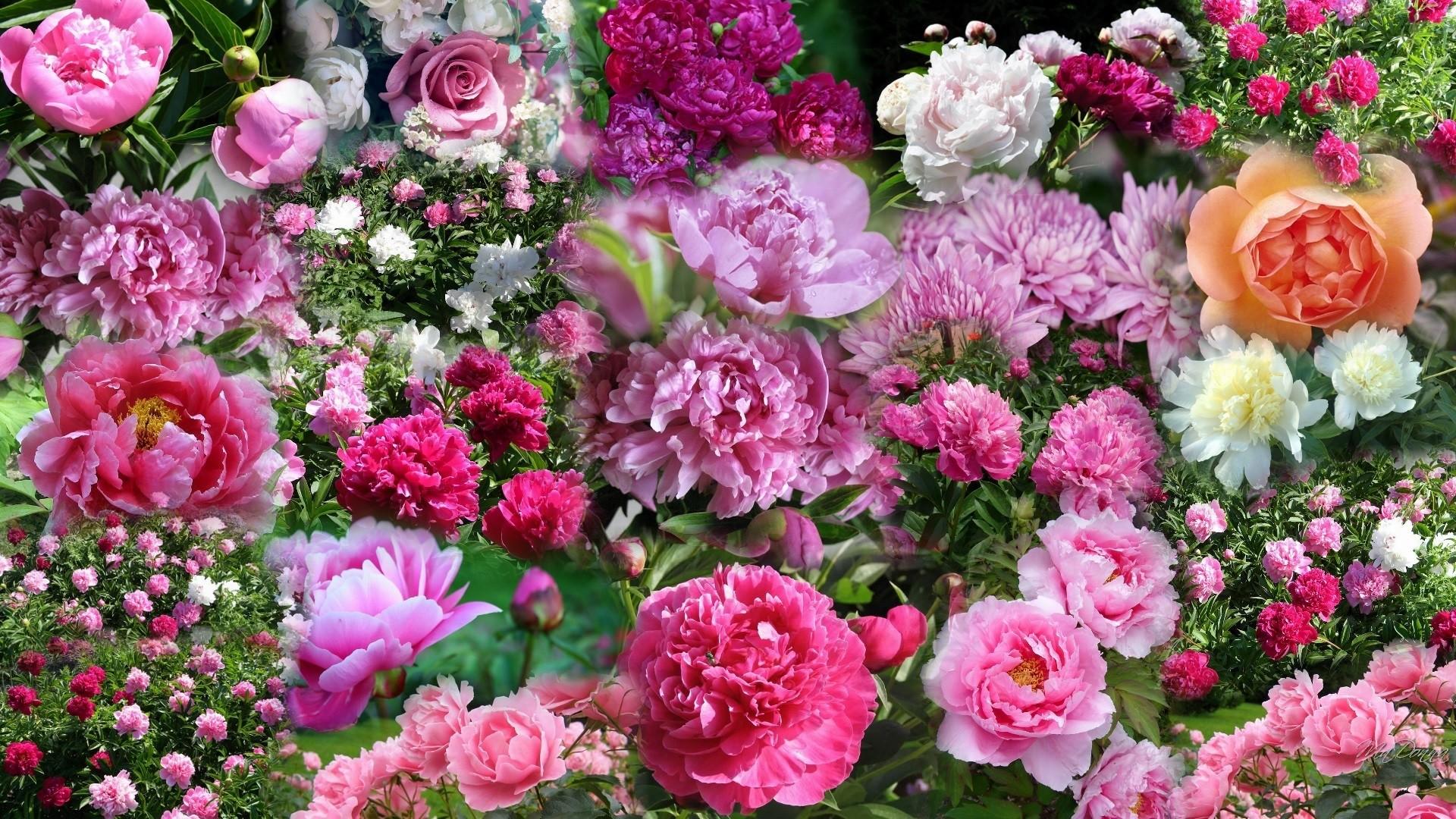 Summer Peonies Wallpapers - Wallpaper Cave