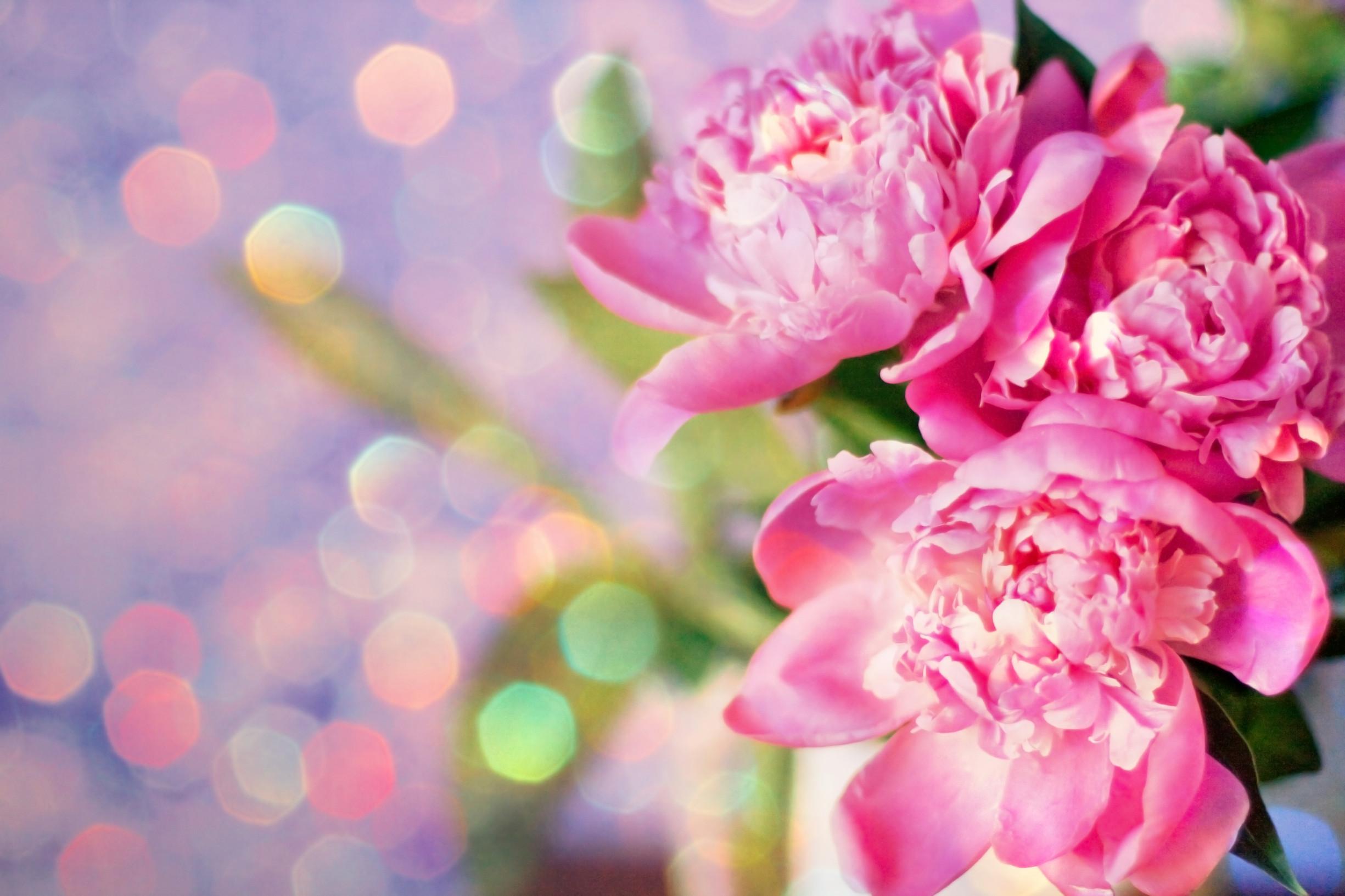 Summer Peonies Wallpapers - Wallpaper Cave