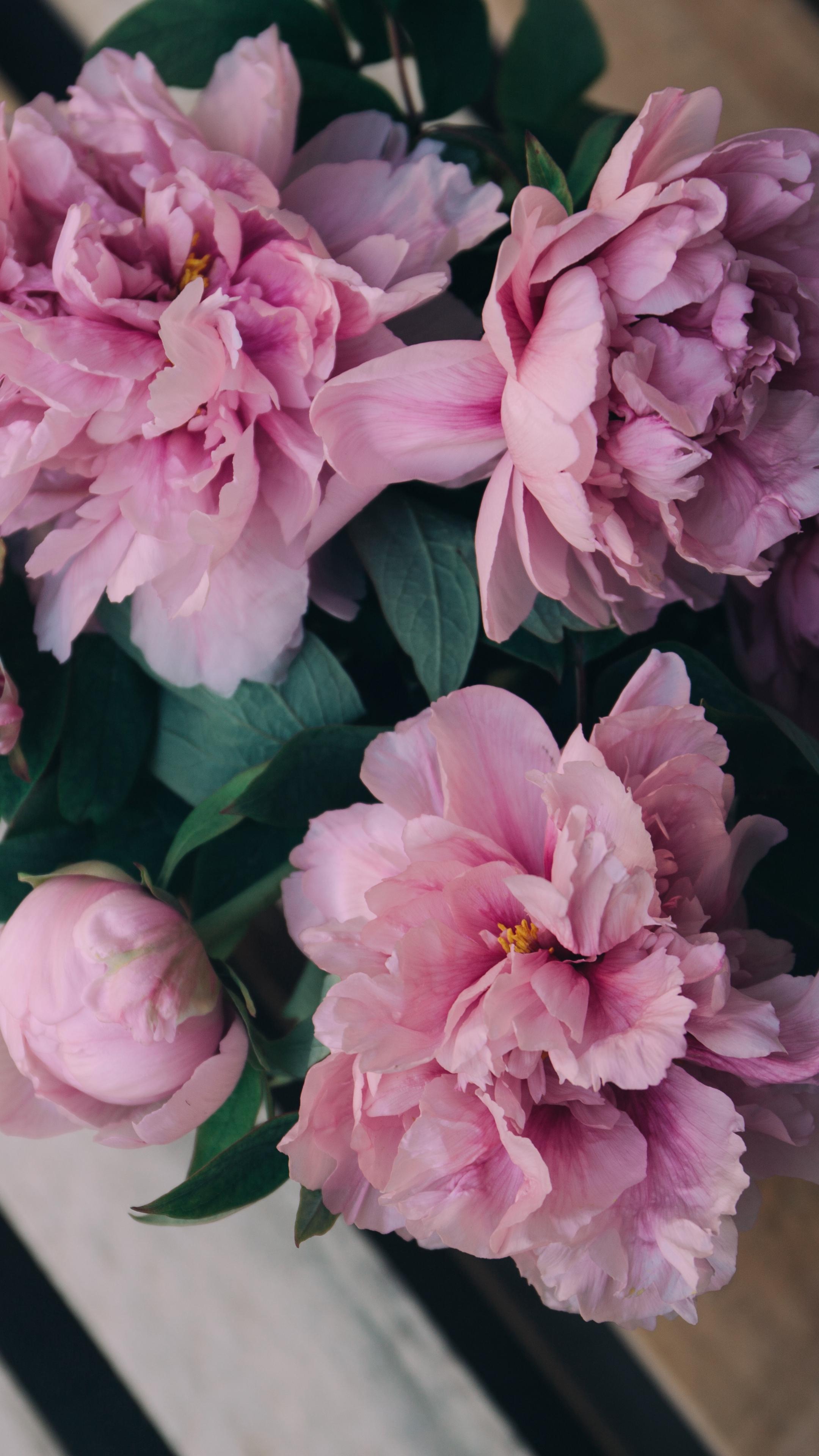 Summer Peonies Wallpapers - Wallpaper Cave