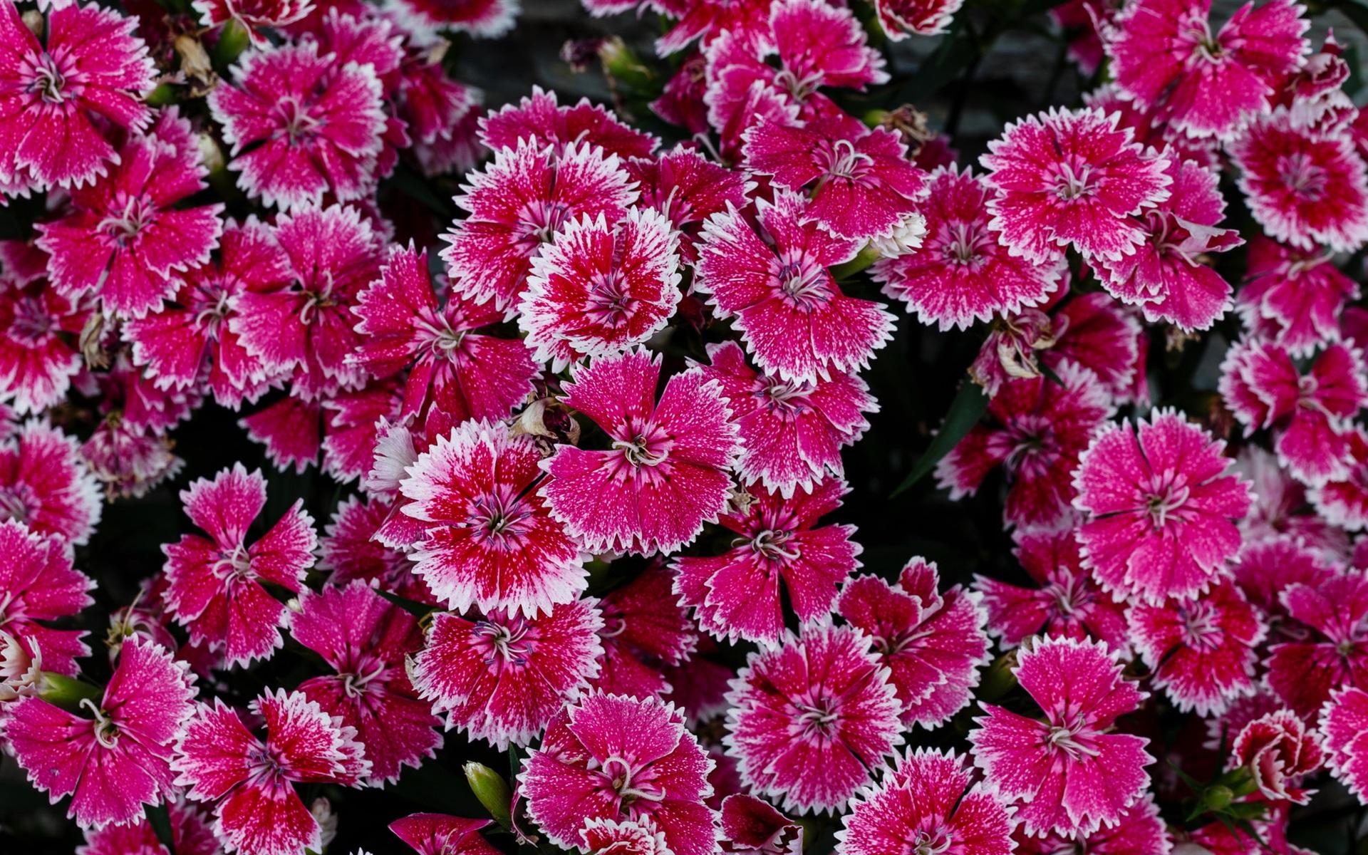 Little Flower Wallpapers - Wallpaper Cave