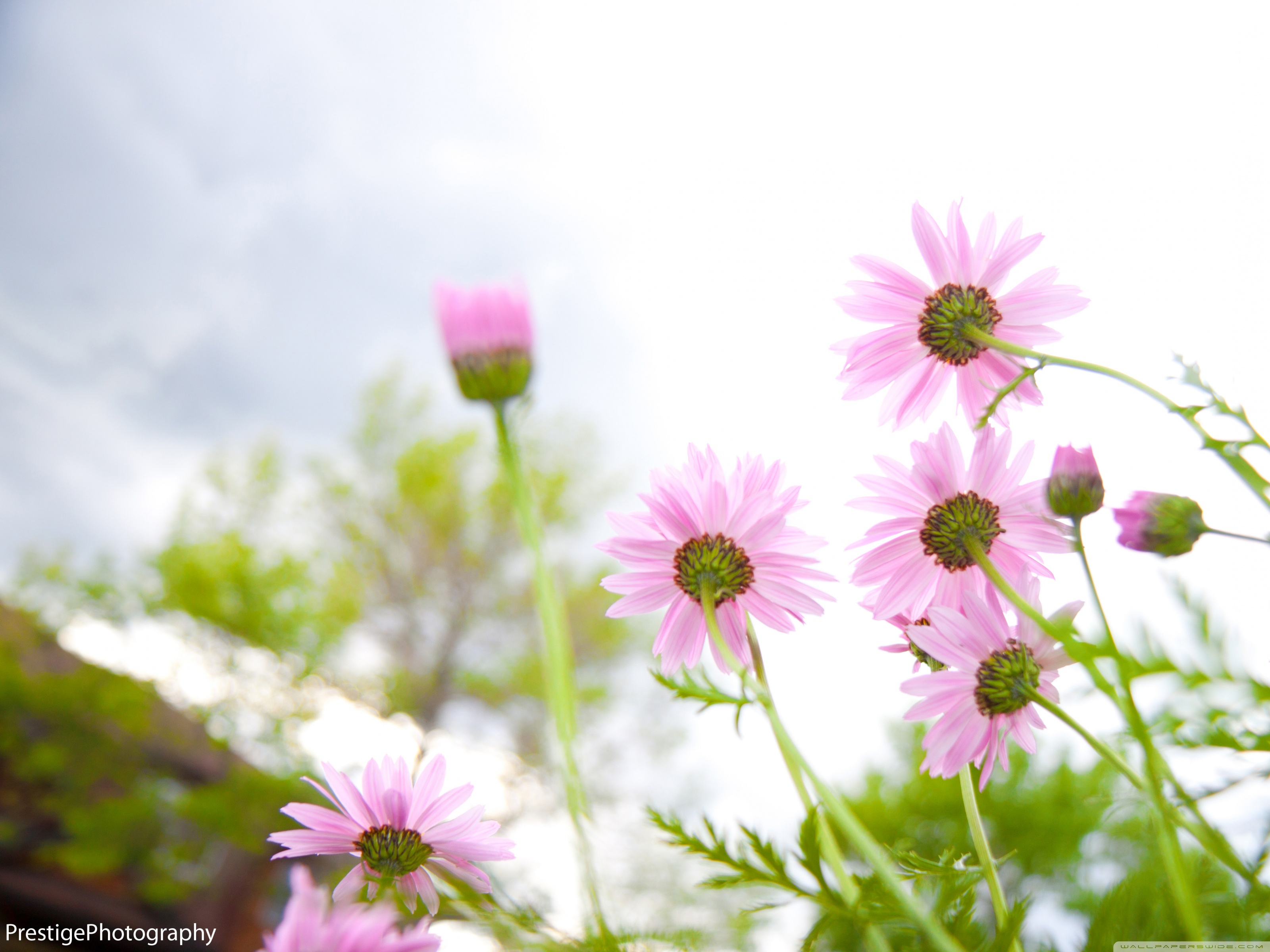 Summer Flower Desktop Wallpapers - Wallpaper Cave