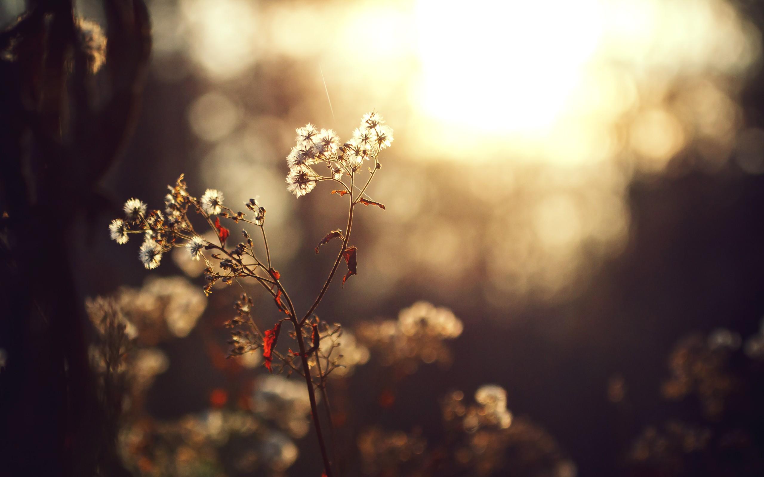 Little Flower Wallpapers - Wallpaper Cave