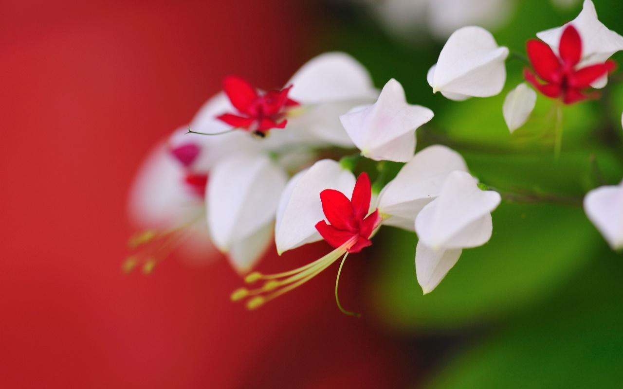 Little Flower Wallpapers - Wallpaper Cave