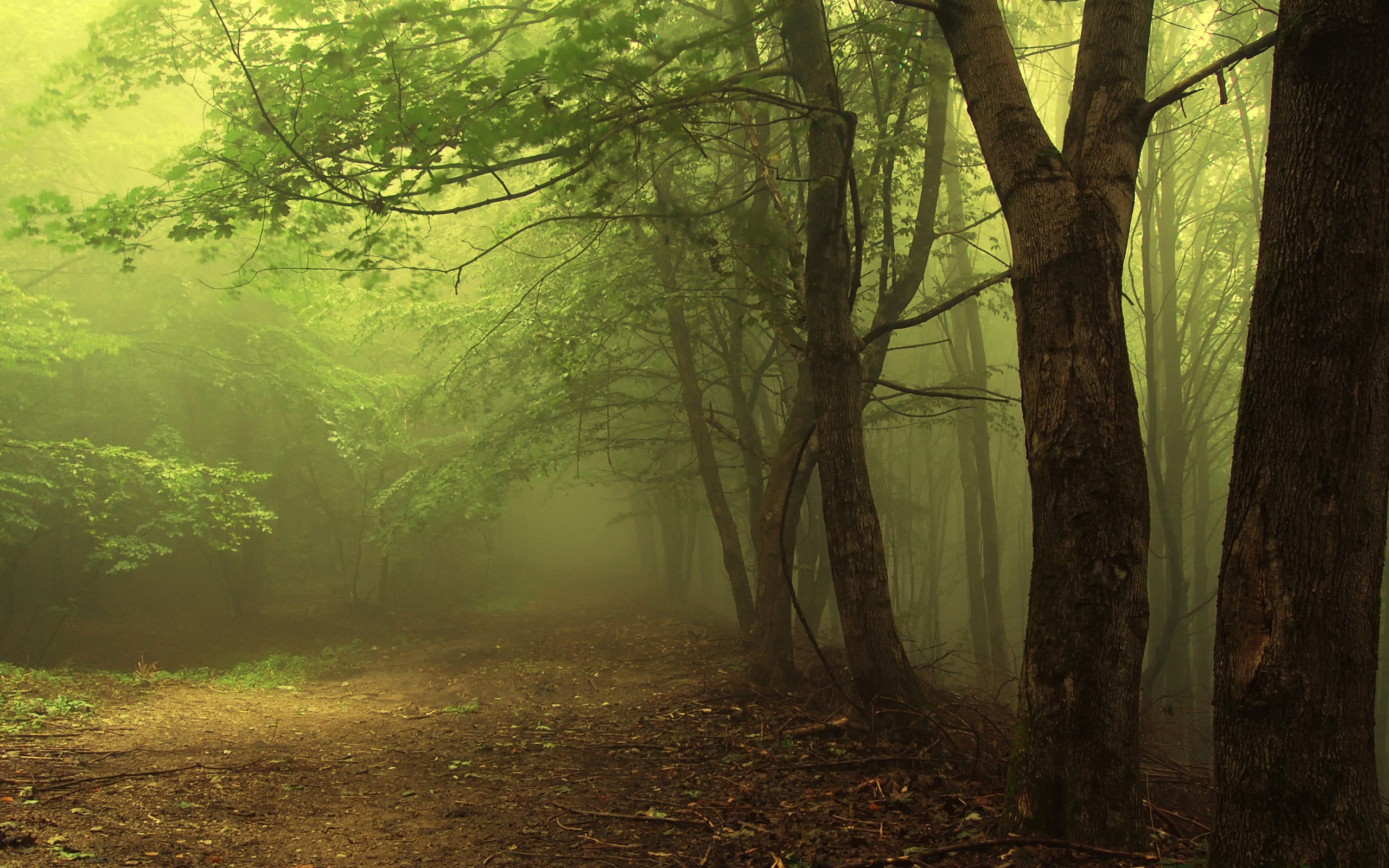 Misty Forest Road Wallpapers - Wallpaper Cave