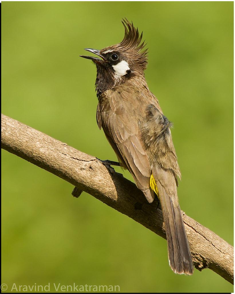Himalayan Black Bulbul Wallpapers - Wallpaper Cave