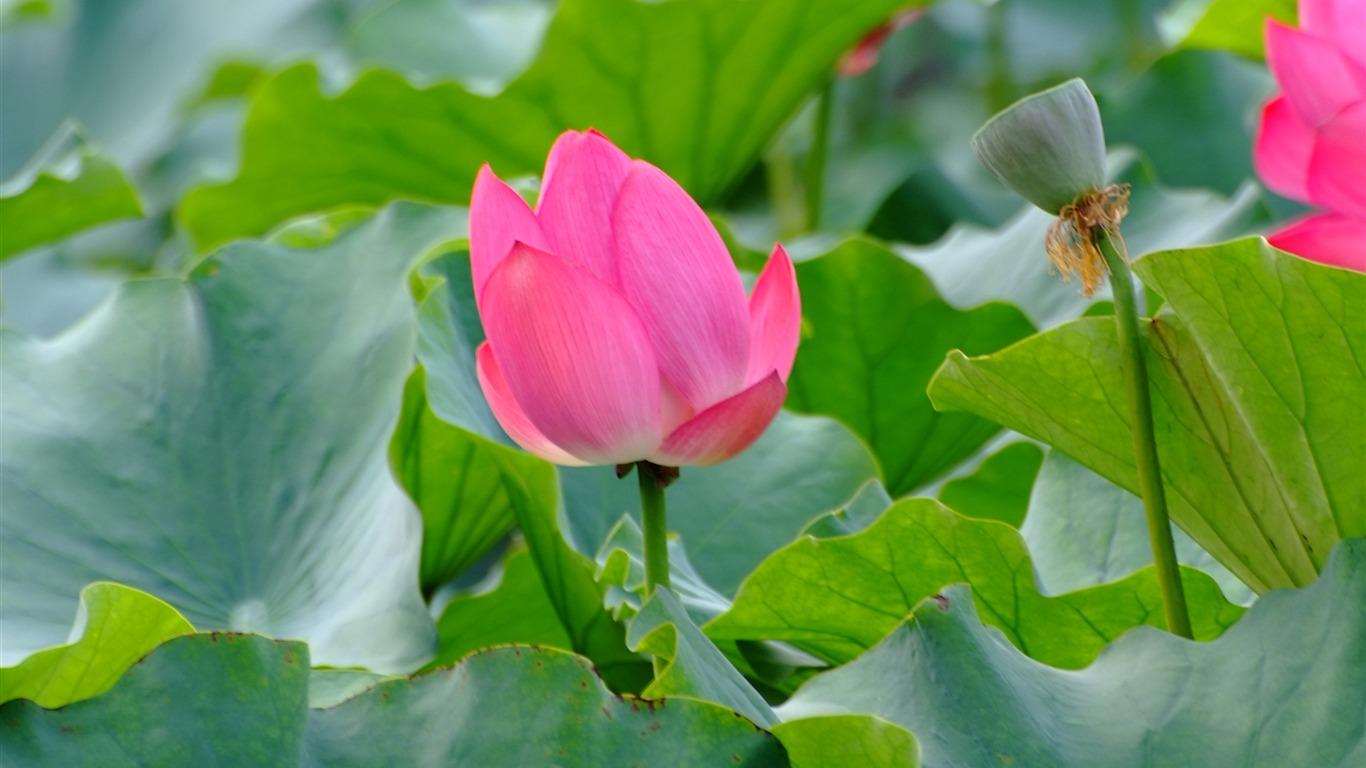 Rose And Lotus Wallpapers - Wallpaper Cave
