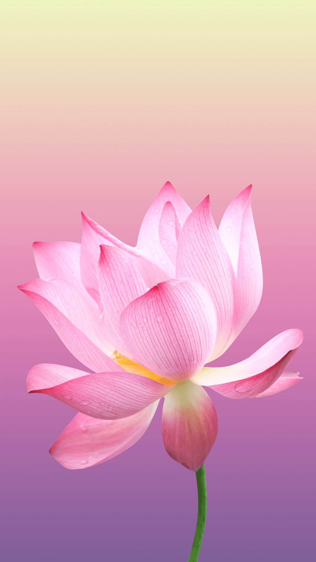 Rose And Lotus Wallpapers - Wallpaper Cave