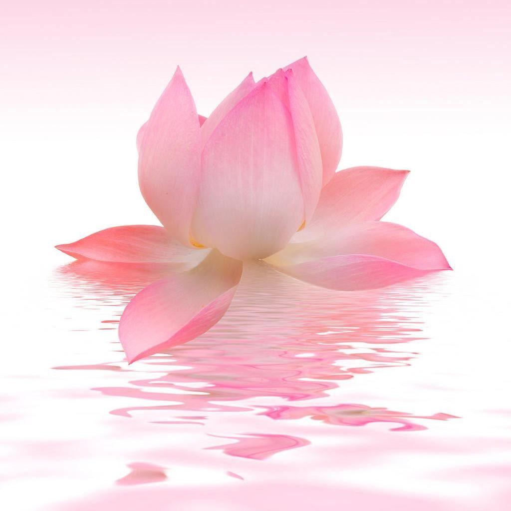 Rose And Lotus Wallpapers - Wallpaper Cave