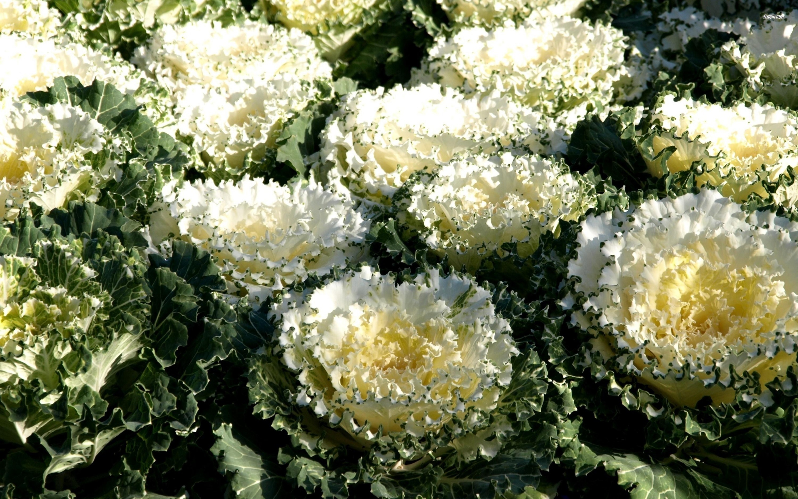 Kale Plant Wallpapers - Wallpaper Cave