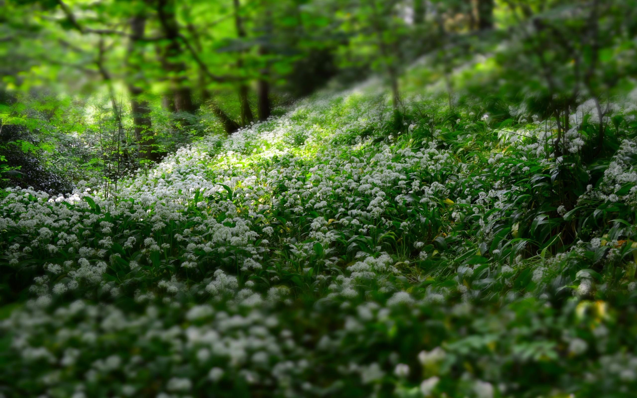 Flora Wallpapers - Wallpaper Cave