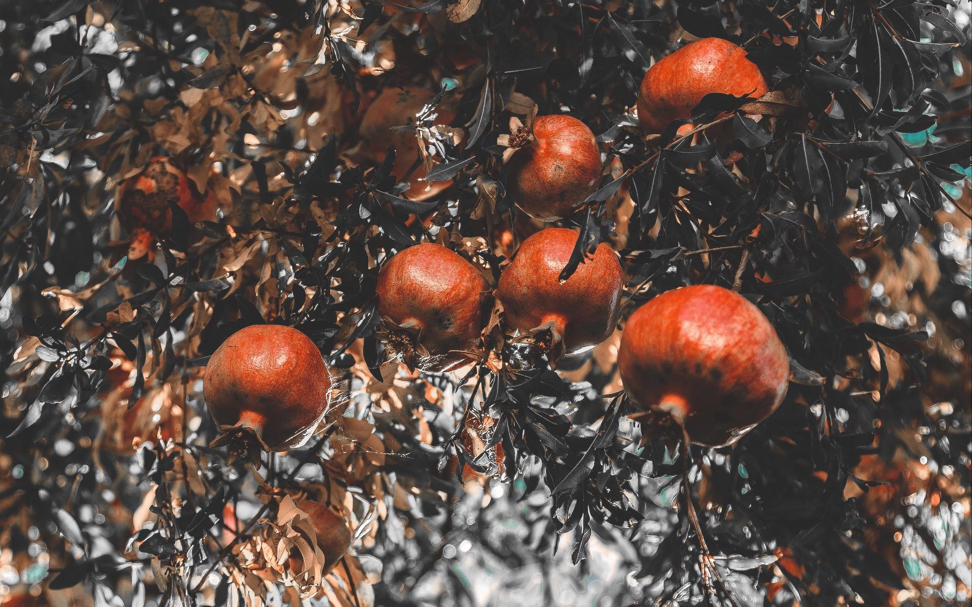 Pomegranate Flowers Wallpapers - Wallpaper Cave