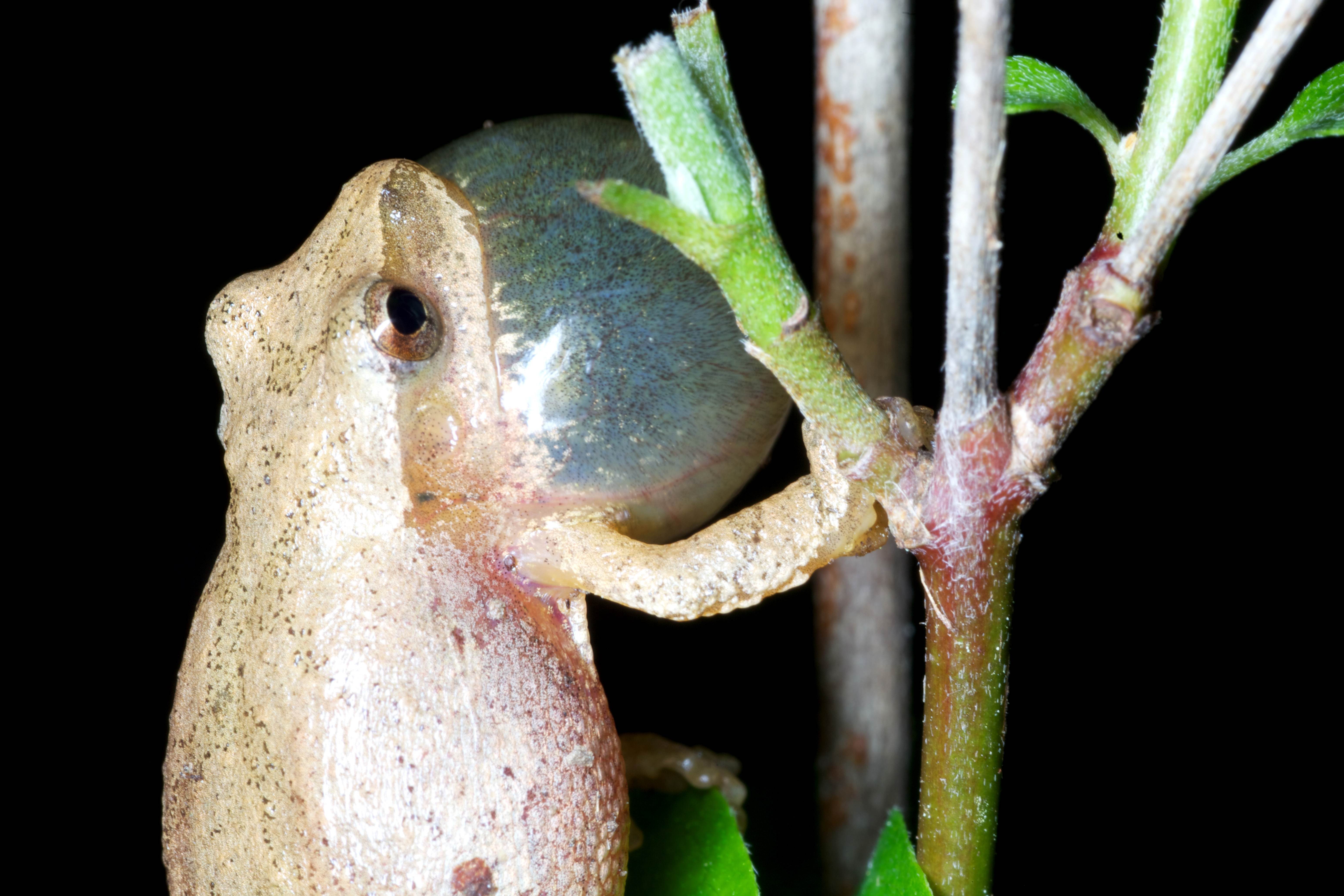 Peeper Wallpapers - Wallpaper Cave