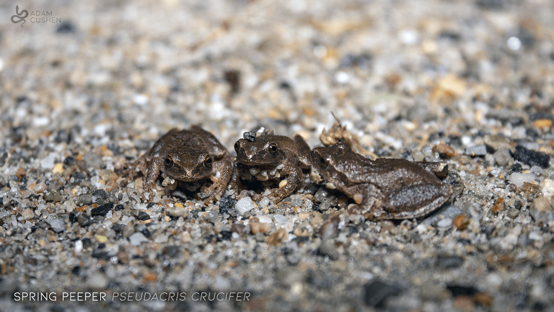 Peeper Wallpapers - Wallpaper Cave