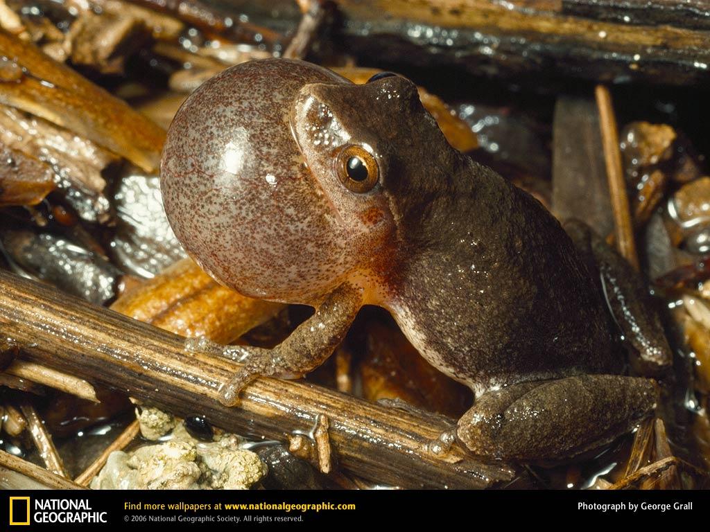 Peeper Wallpapers - Wallpaper Cave