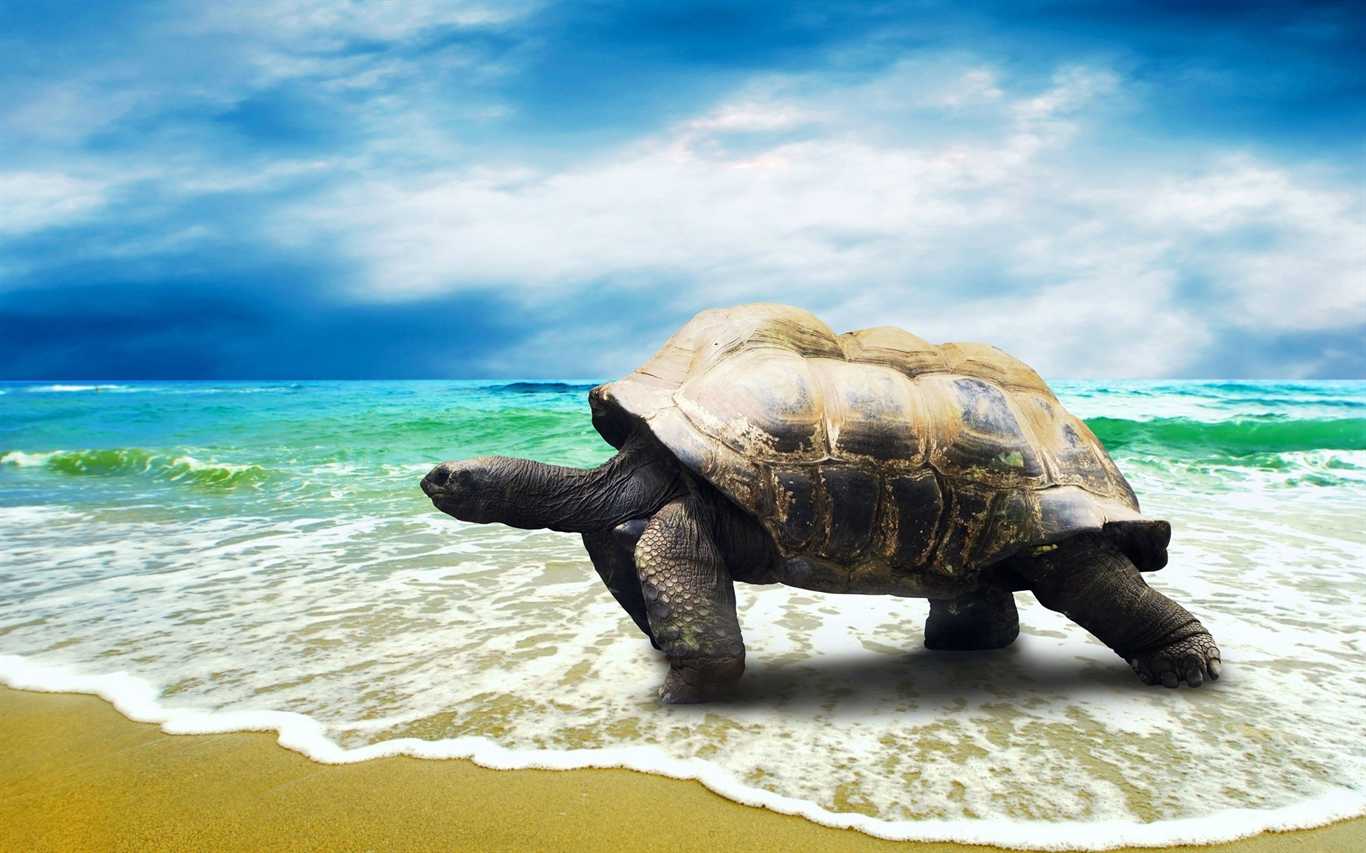Baby Sea Turtle Wallpapers - Wallpaper Cave
