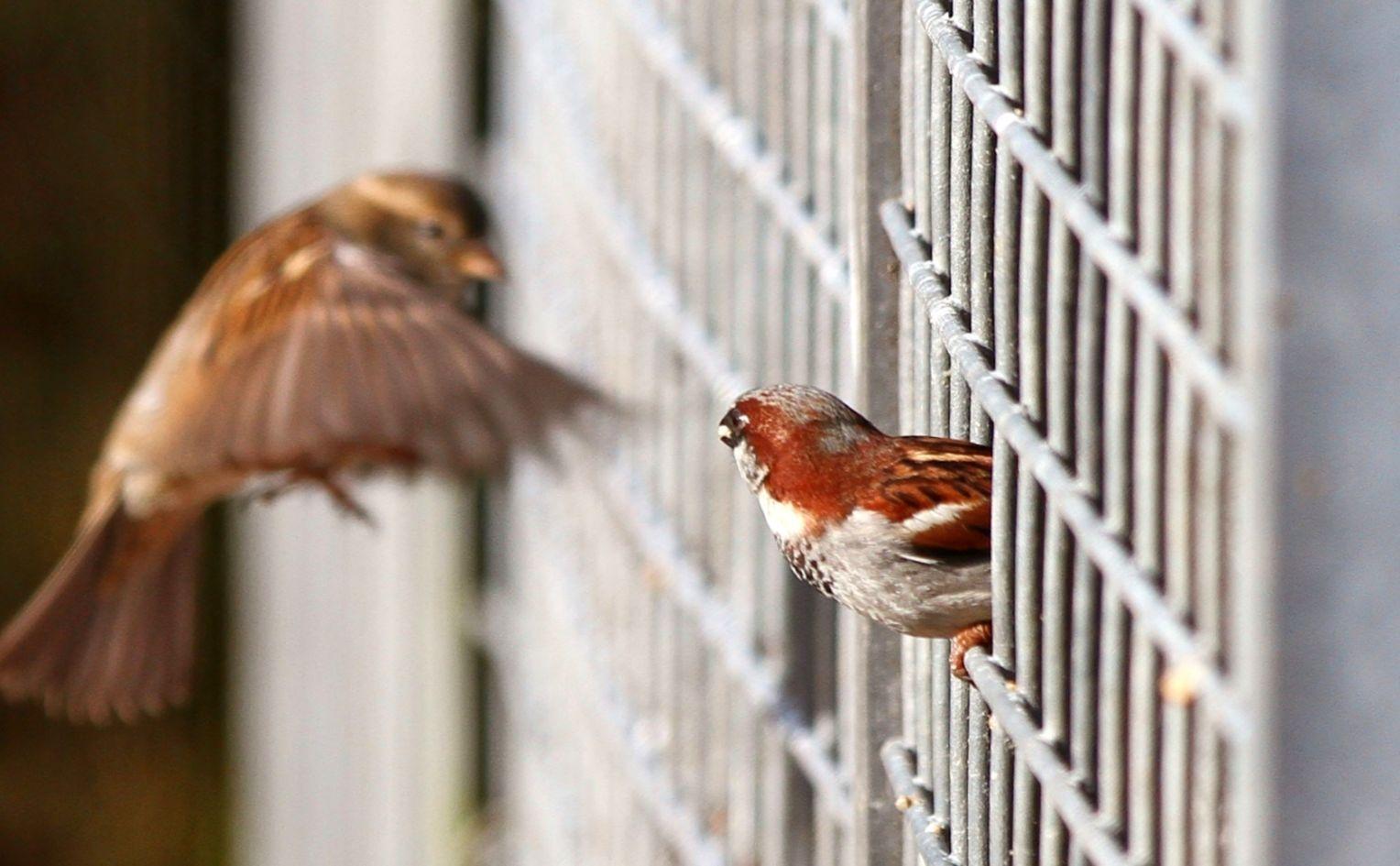 Birds On A Fence Wallpapers - Wallpaper Cave