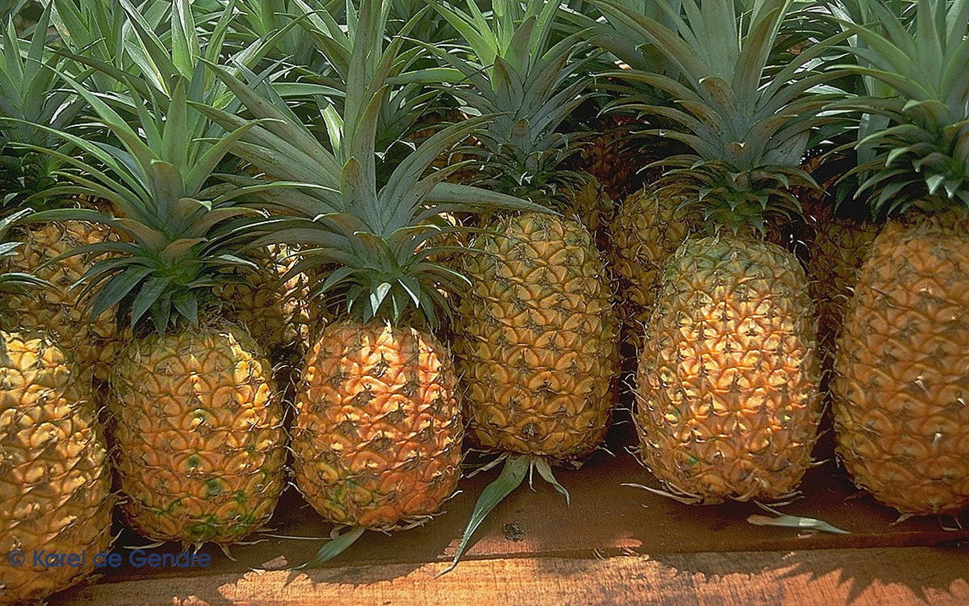 Pineapples HD Wallpapers - Wallpaper Cave