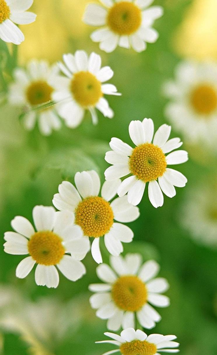 Macro Tiny White Flower Wallpapers - Wallpaper Cave