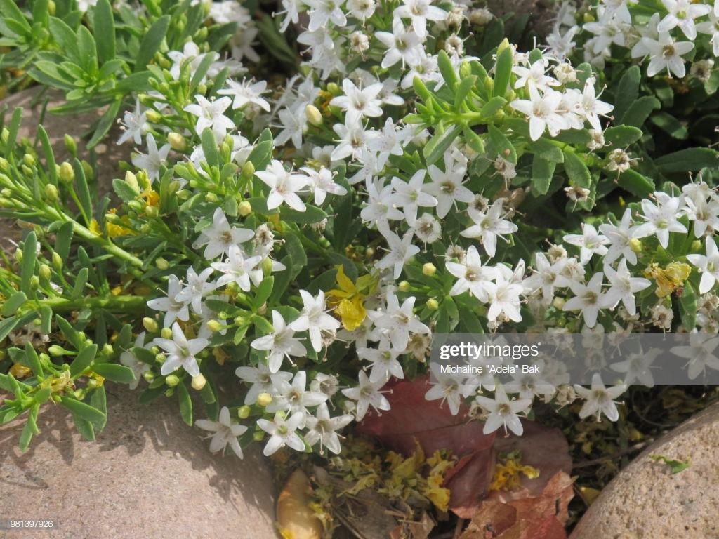 Macro Tiny White Flower Wallpapers - Wallpaper Cave